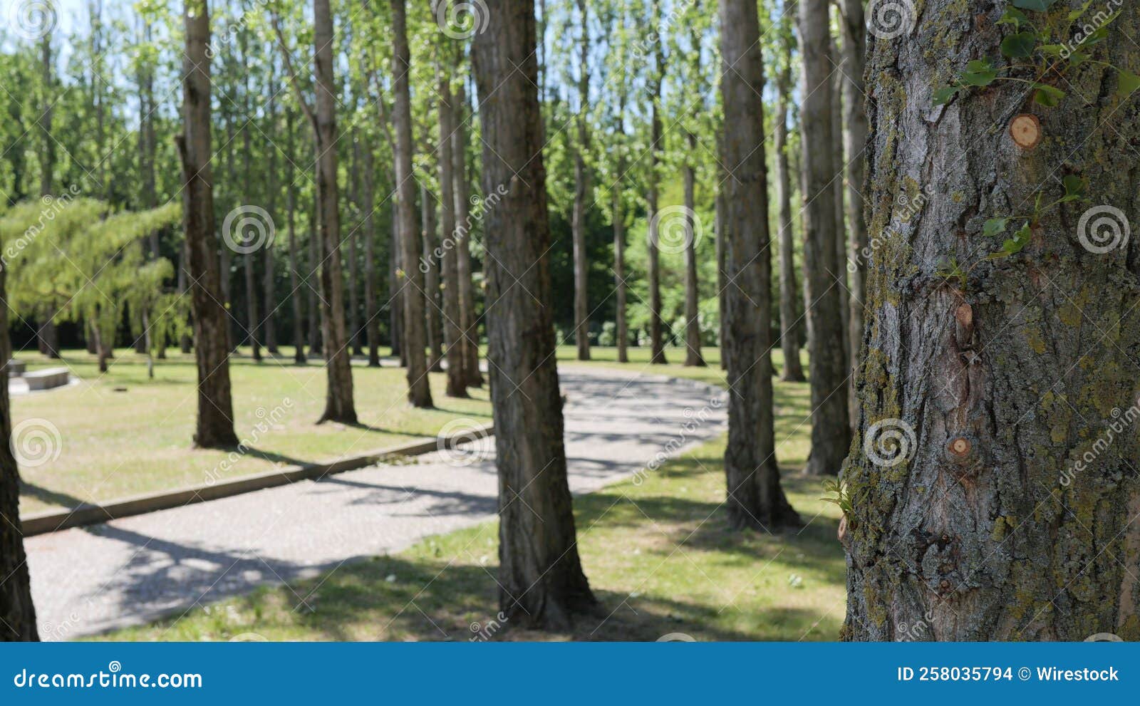 Long Walking Path between Tall Trees in a Park Stock Photo - Image of ...