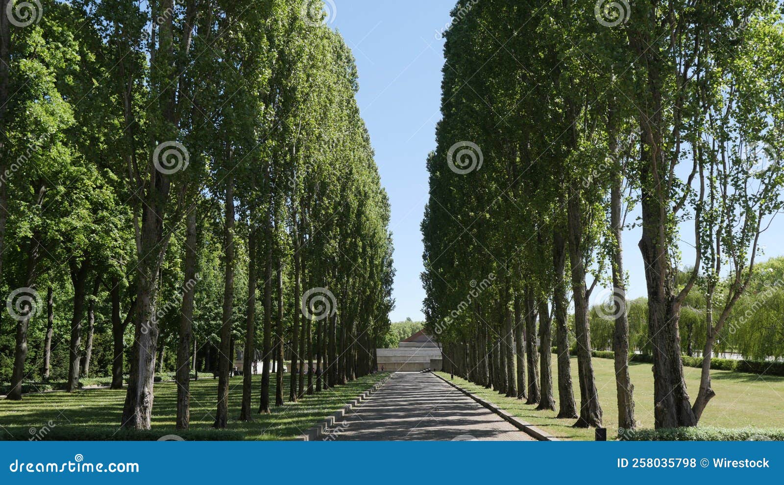 Long Walking Path between Tall Trees in a Park Stock Photo - Image of ...