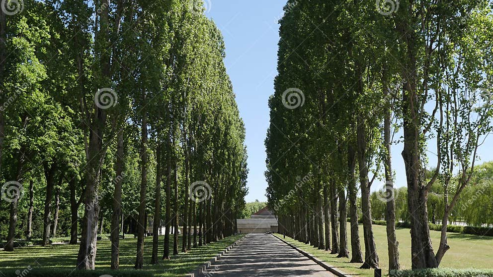 Long Walking Path between Tall Trees in a Park Stock Photo - Image of ...