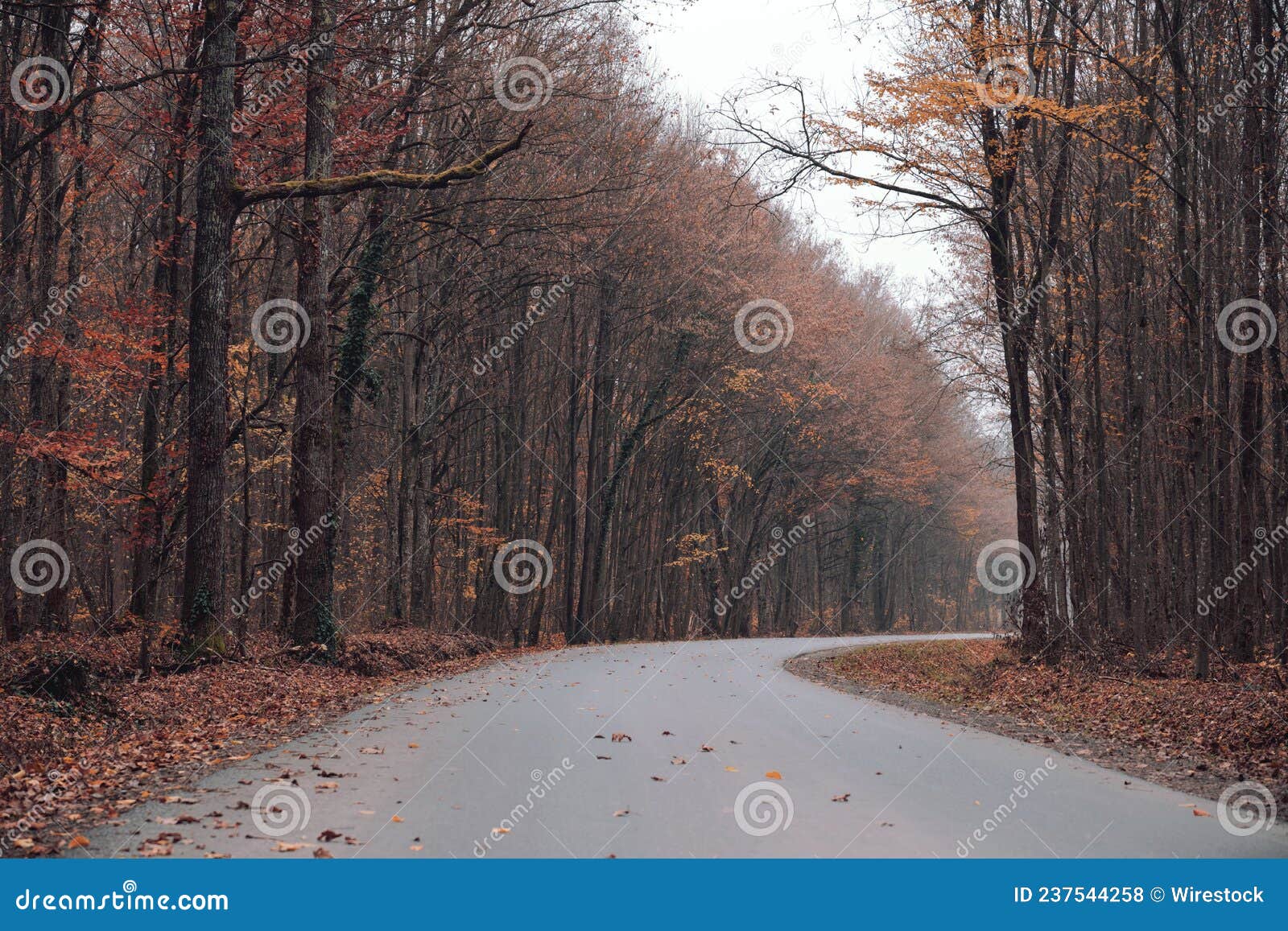 Long Walking Trail through a Dense Mysterious Forest Stock Photo ...