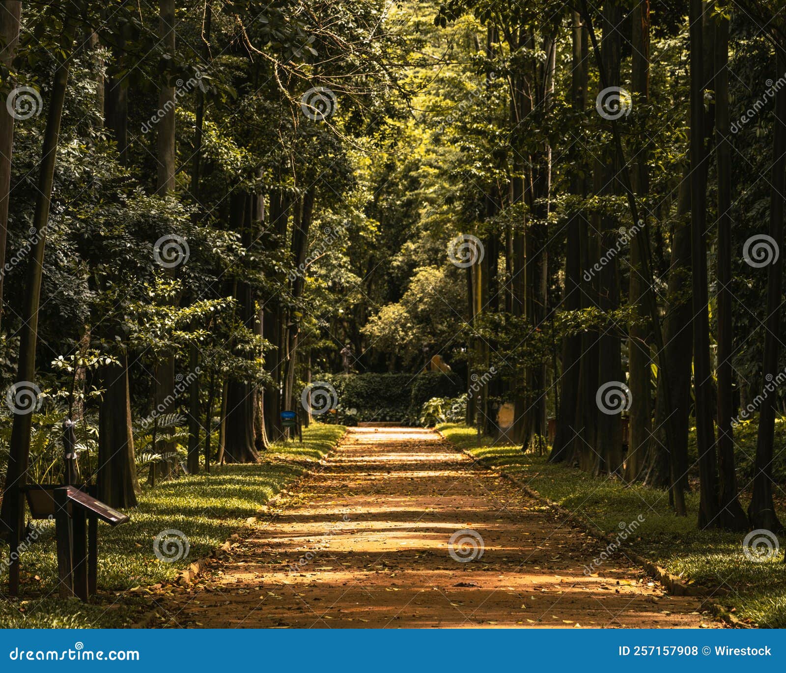 Long Walking Trail through a Sunny Green Forest Stock Photo - Image of ...