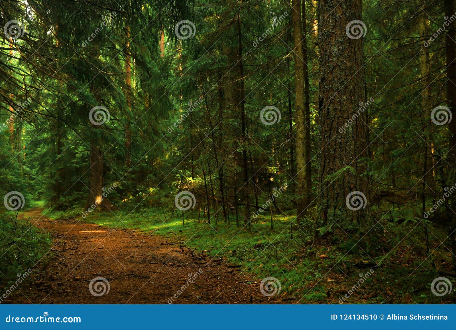 Long Walks in the Forest are Great Stock Photo - Image of rain, covered ...