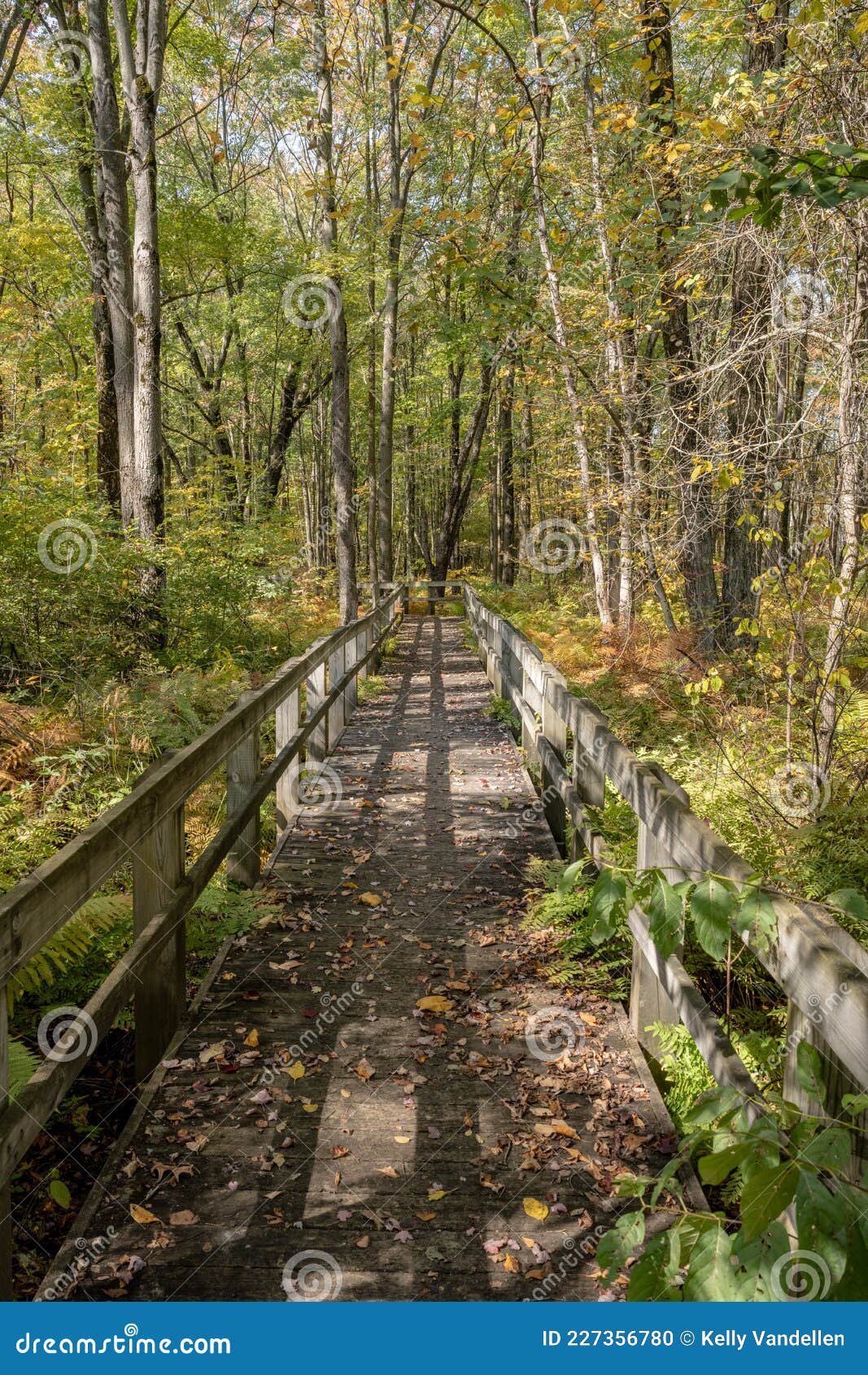 Long Walkway Bridge through Thick Forest Stock Photo - Image of fall ...