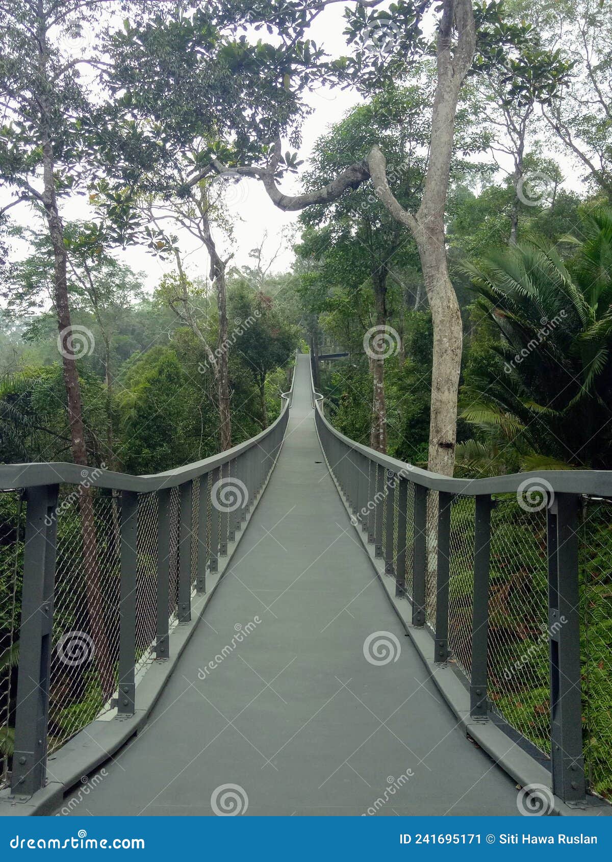 A Long Walkway in Fringe of a Forest. Stock Image - Image of walkway ...