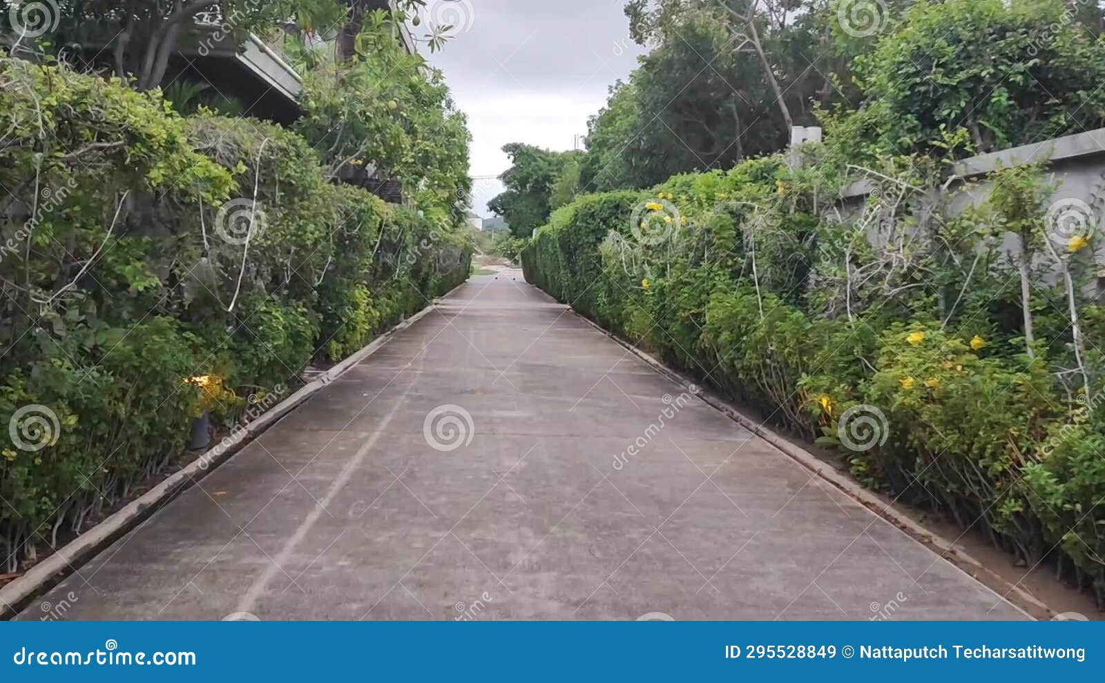 The Long Walkway Has Tall Bushes Flanking the Sides Stock Video - Video ...