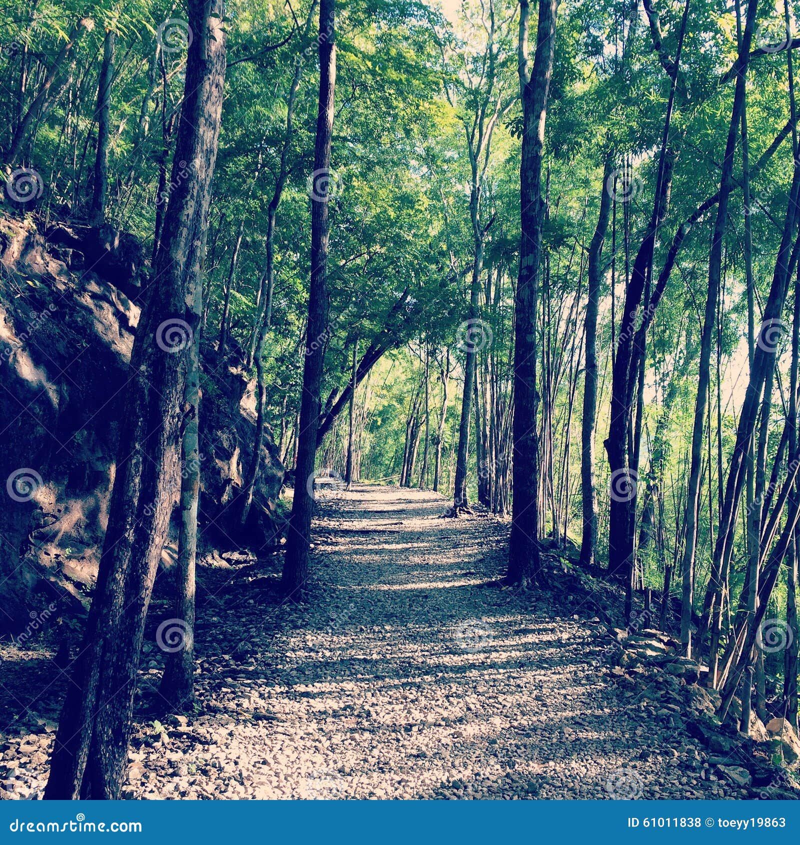 Long way stock photo. Image of forest, peaceful, tree - 61011838