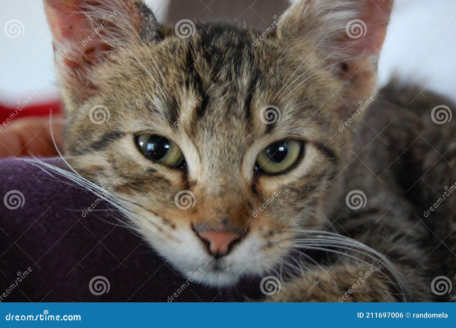 Cute Tabby Kitten Staring into Camera Stock Photo - Image of eyes ...