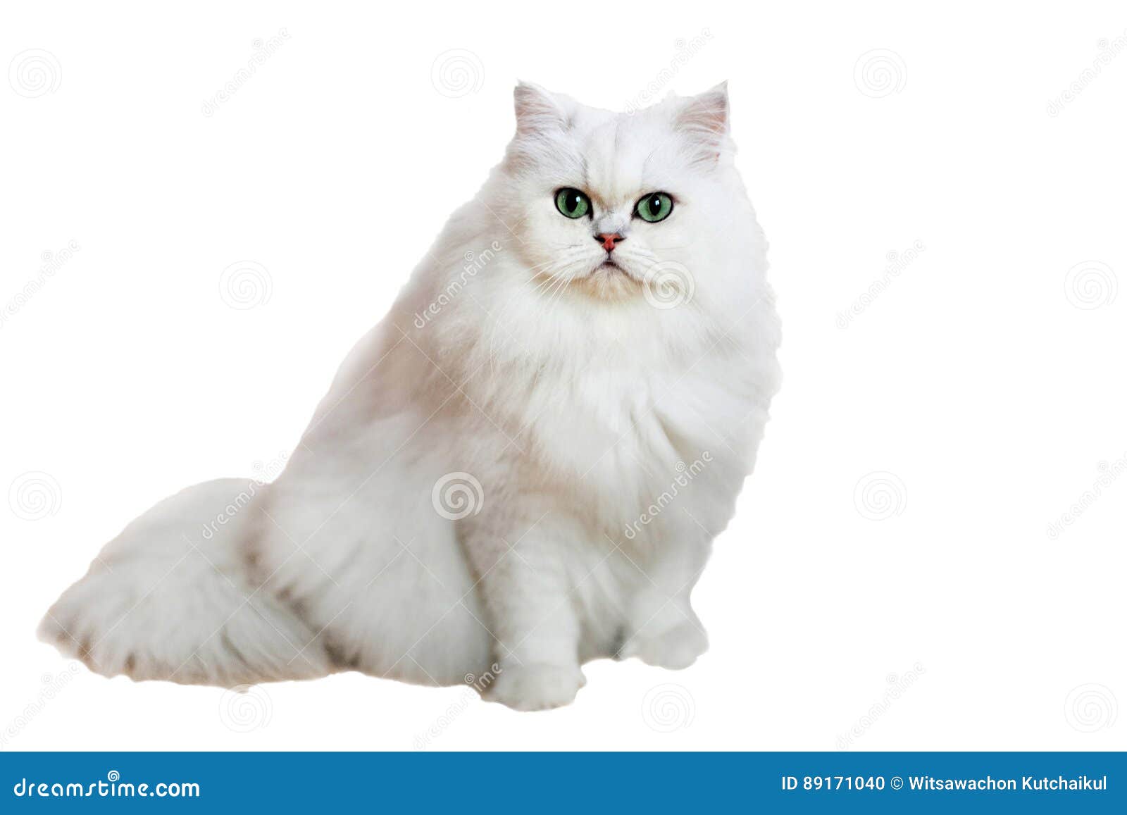 Long white cat stock photo. Image of nature, cute, happy - 89171040