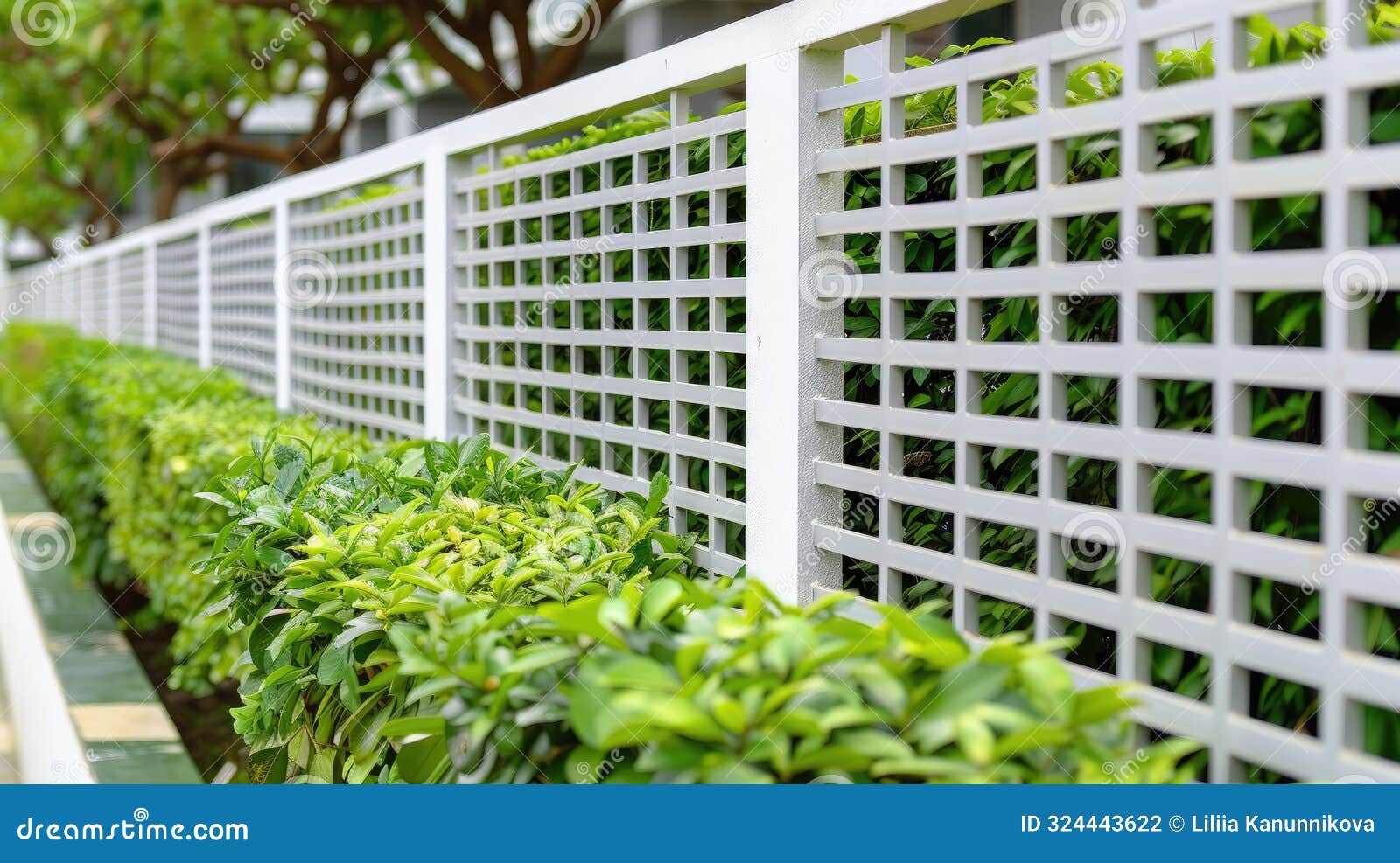 A Long White Lattice Fence Lines a Paved Path with Green Trees on ...