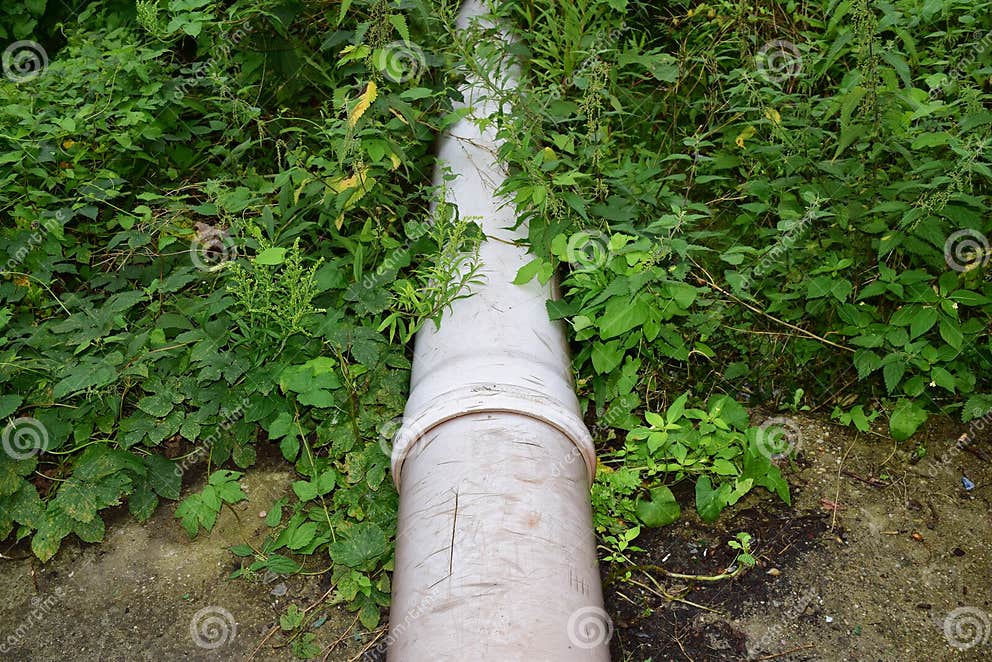 Long White Pipe Outdoors in a Wild Forest Stock Image - Image of high ...