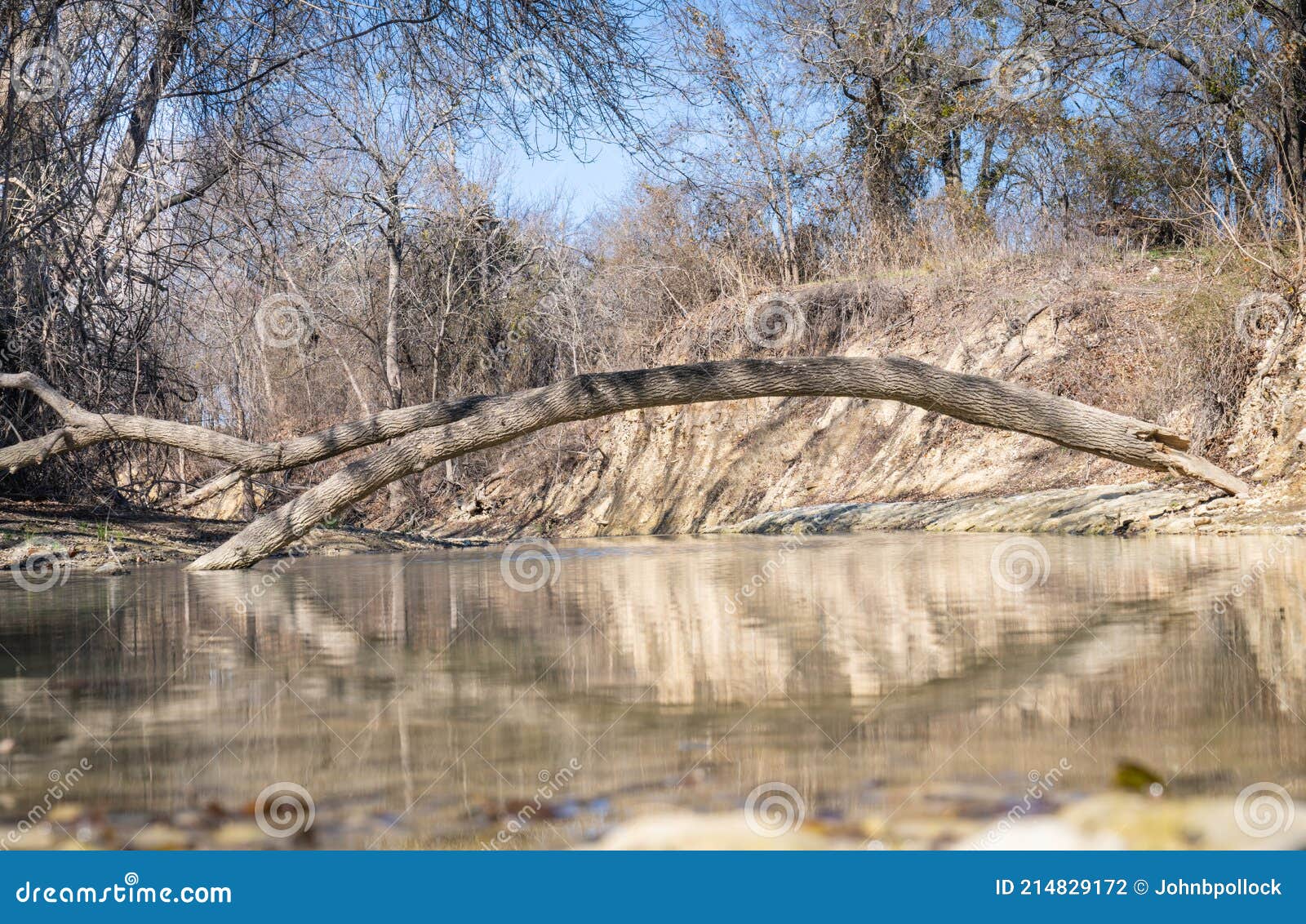 Fallen Tree Spanning a Creek Stock Photo - Image of creek, fallen ...