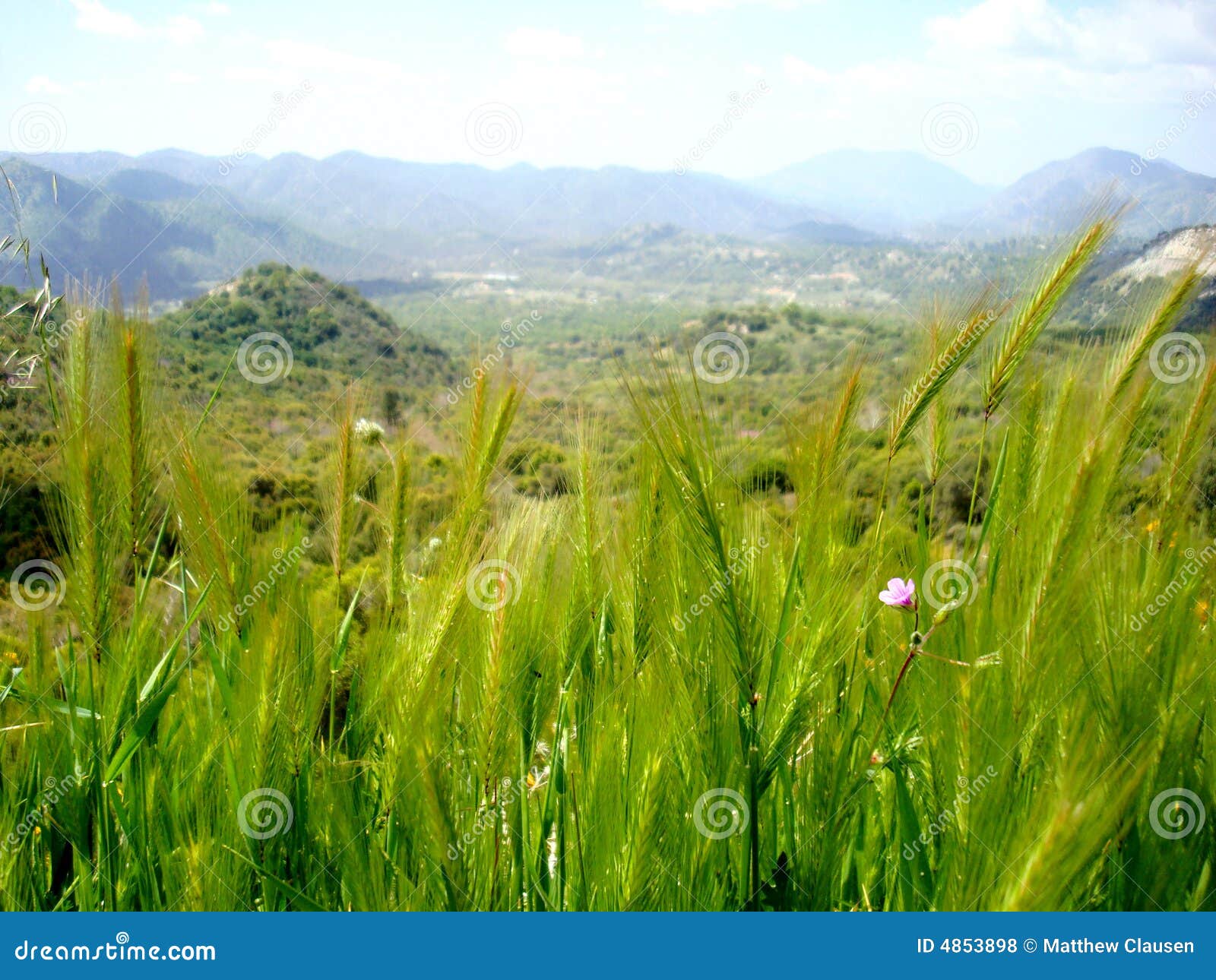 Long Wild Grass stock photo. Image of farmer, backlit - 4853898
