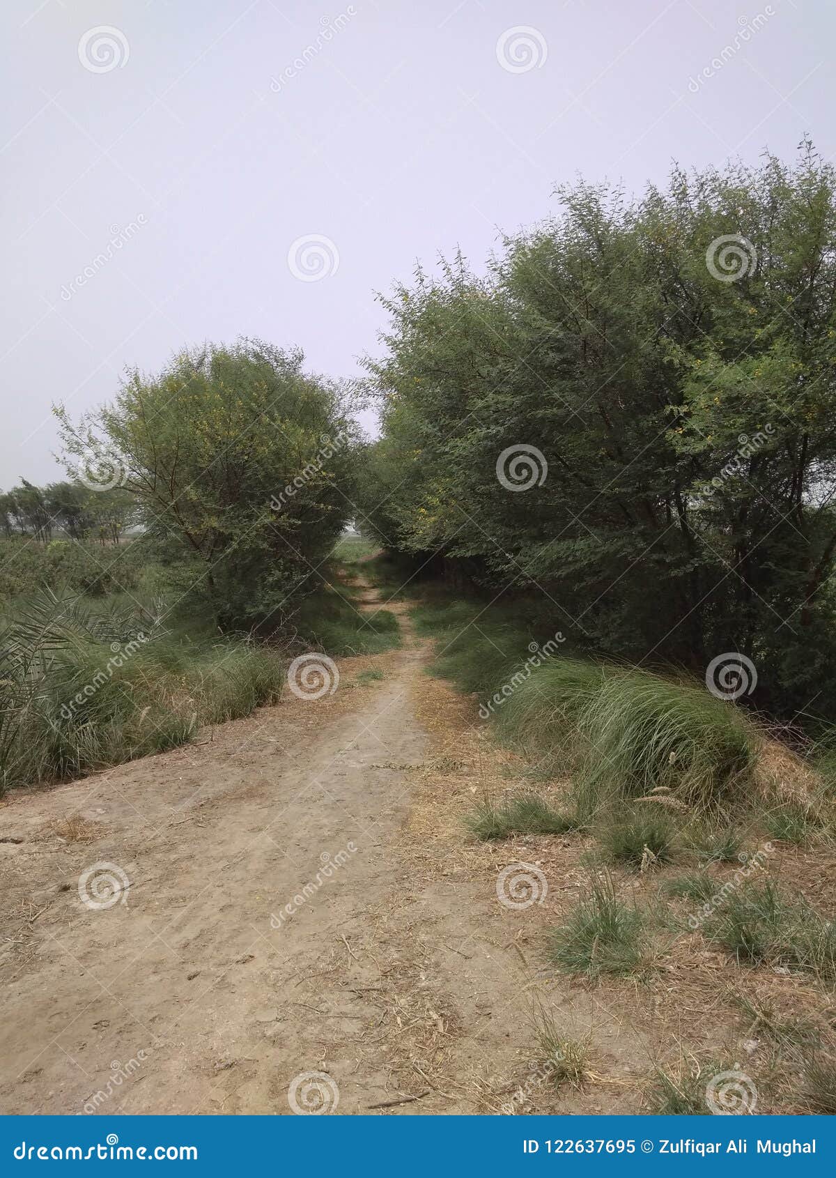 A long wild way stock image. Image of wild, long, trees - 122637695
