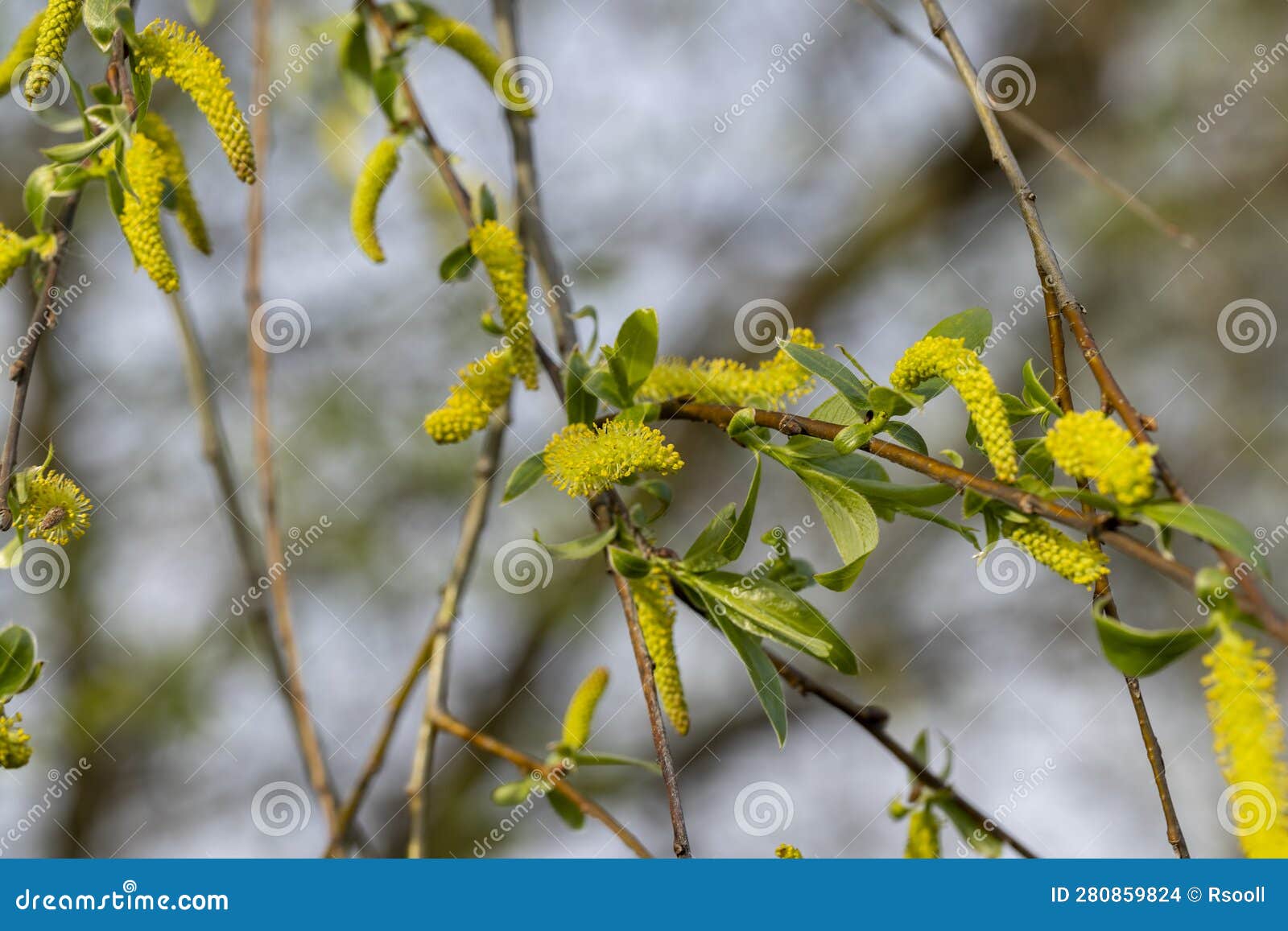 Long Willow Flowers in the Spring Season, Beautiful Willow Stock Photo ...