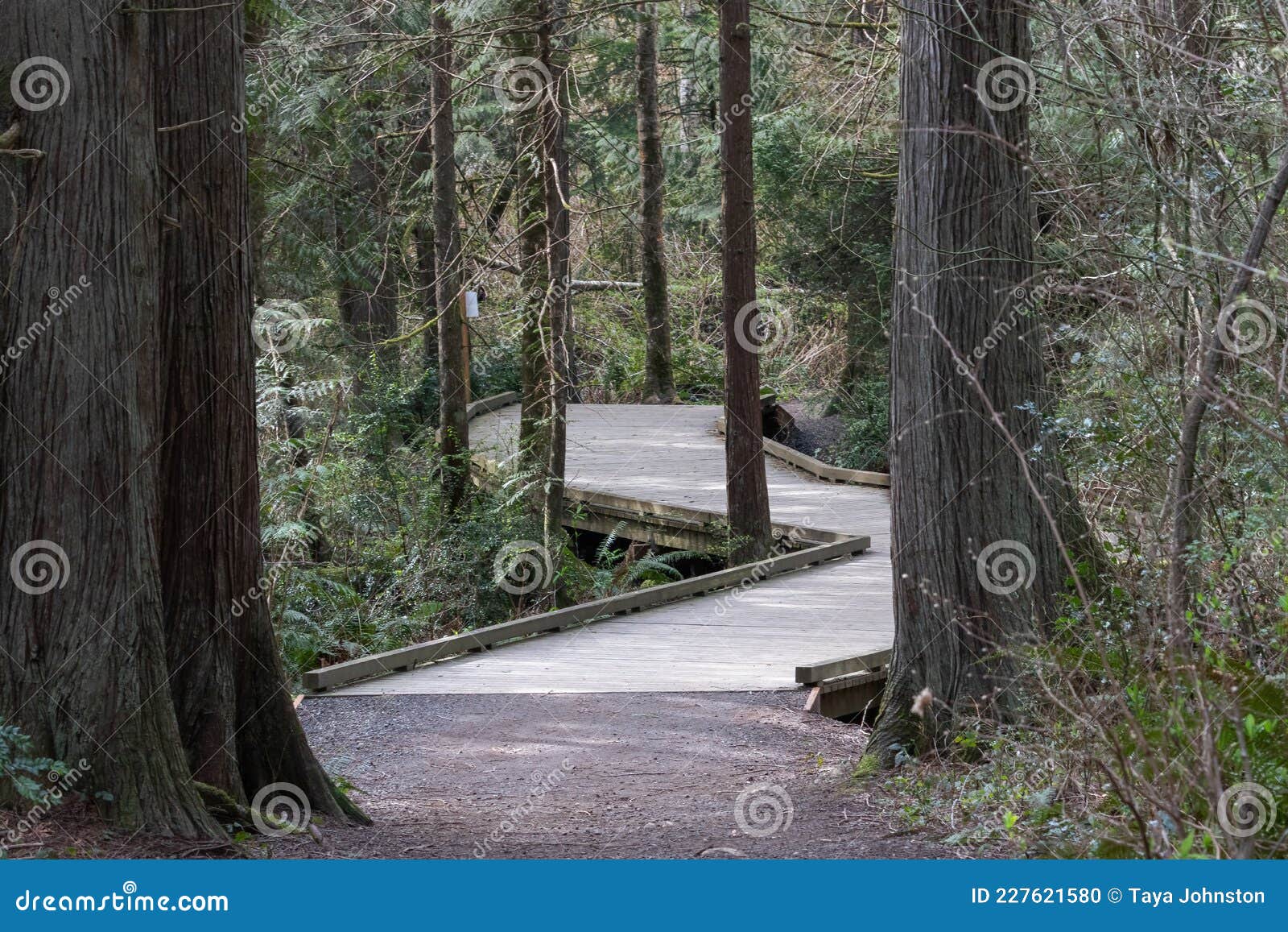 Long Winding Boardwalk Leading through a Dence Forest Stock Photo ...