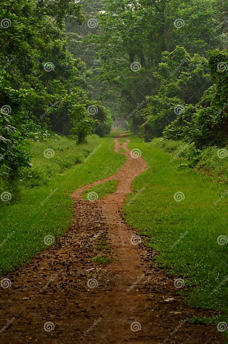 Long Winding Path stock photo. Image of forest, travel - 51096234
