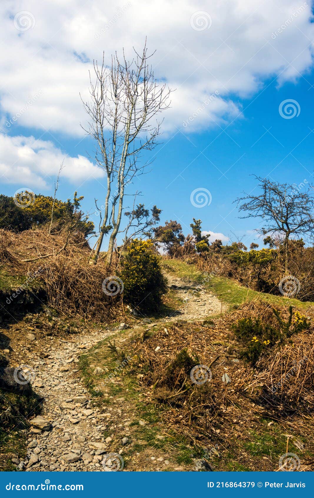 The Long and Winding Path stock image. Image of blue - 216864379