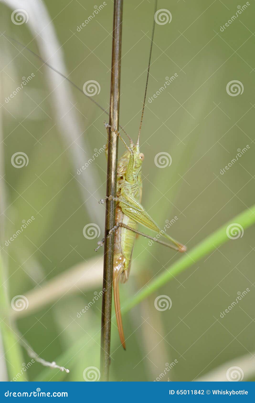 Long-winged Cone-head stock photo. Image of vertical - 65011842