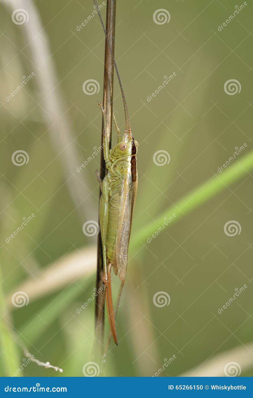 Long-winged Kite Spider - Gasteracantha Versicolor Royalty-Free Stock ...