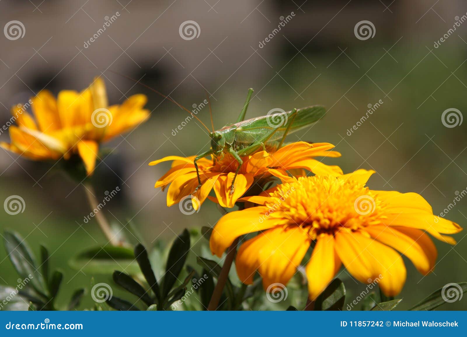 Long-winged Conehead (Conocephalus Discolor) Stock Photo - Image of ...
