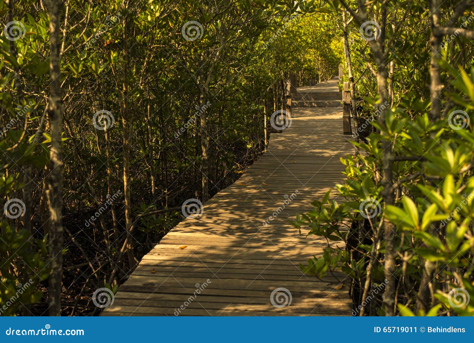 Long Wood Bridge in Mangrove Forest, Thailand. Stock Image - Image of ...