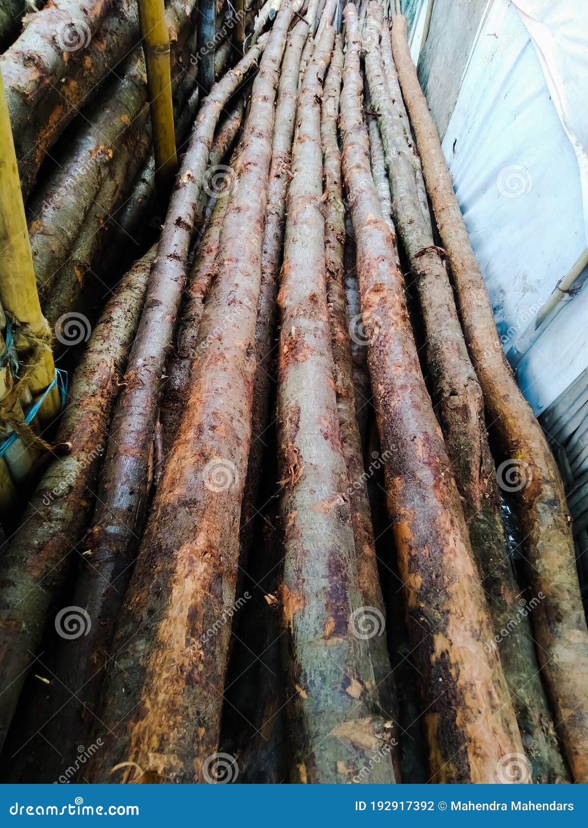 Long wooden logs stock photo. Image of design, meat - 192917392