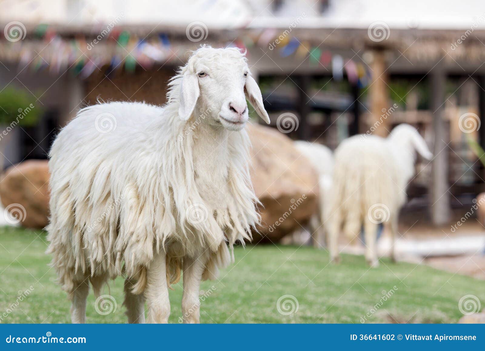 Long Wool Sheep Standing Still Stock Photo - Image of field, cattle ...
