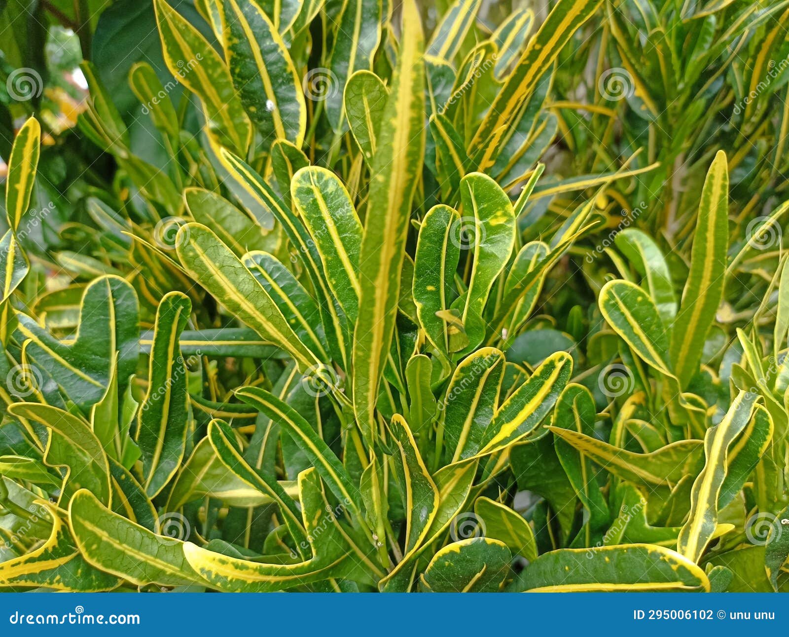 Long Yellow Leaf Flower in Tropical Rainforest Yard Stock Photo - Image ...