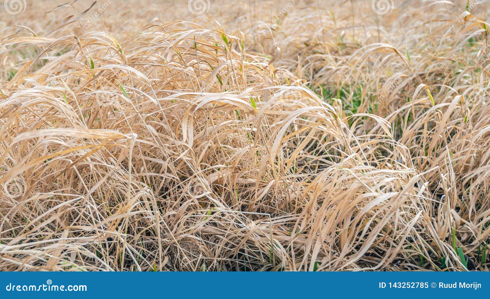 Long Yellow Stems and Blades of Grass Stock Image - Image of close ...