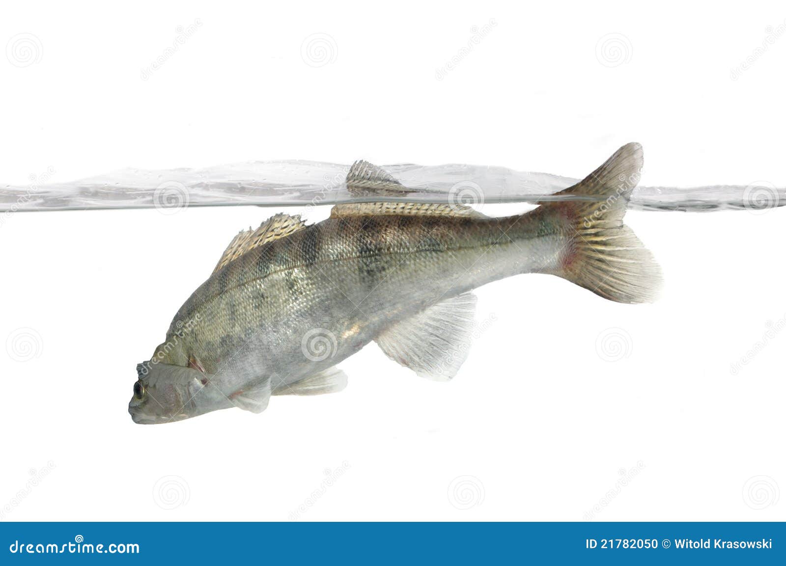 Long zander stock photo. Image of barb, healthy, close - 21782050