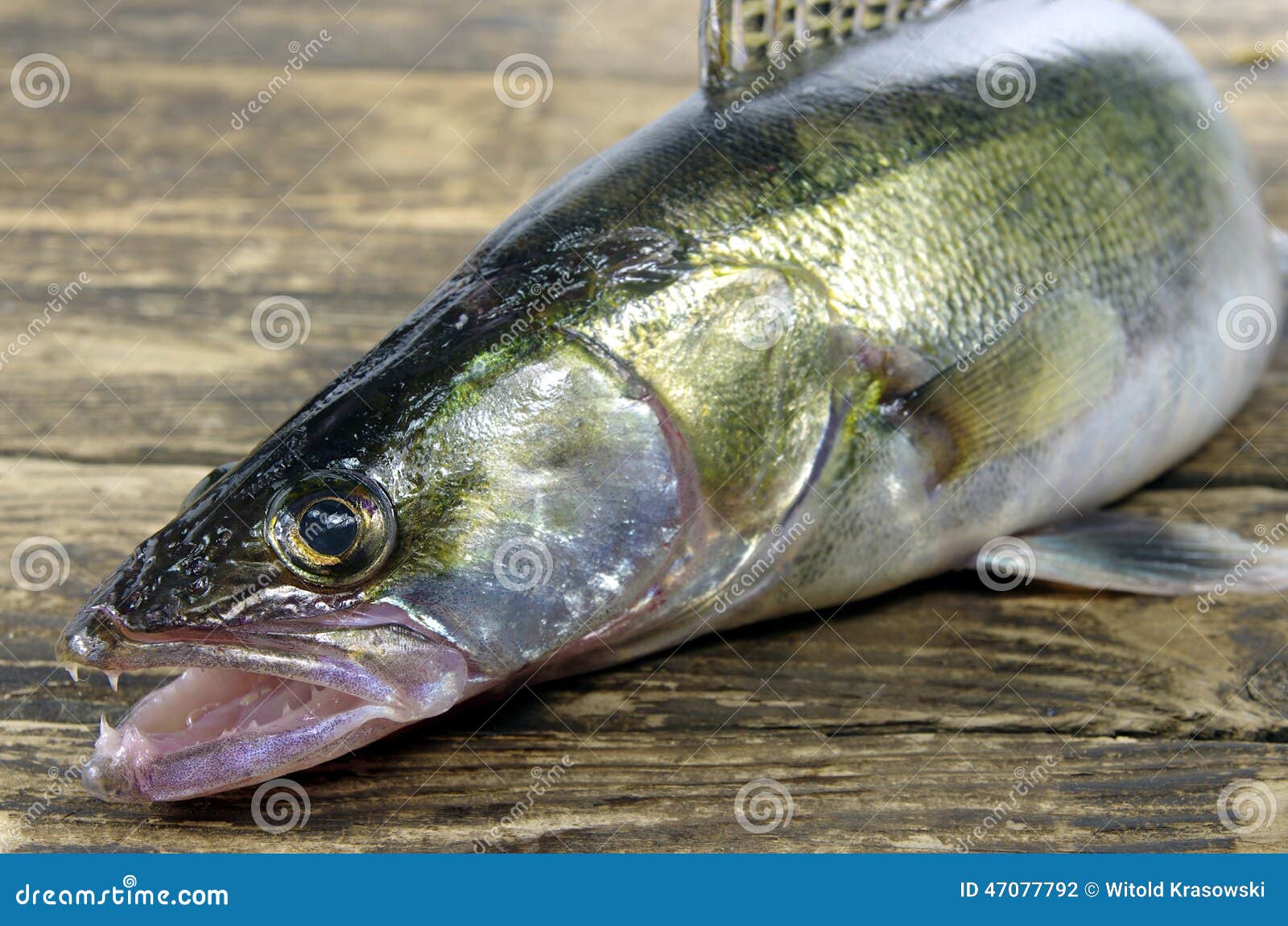 Long zander stock photo. Image of color, animal, healthy - 47077792