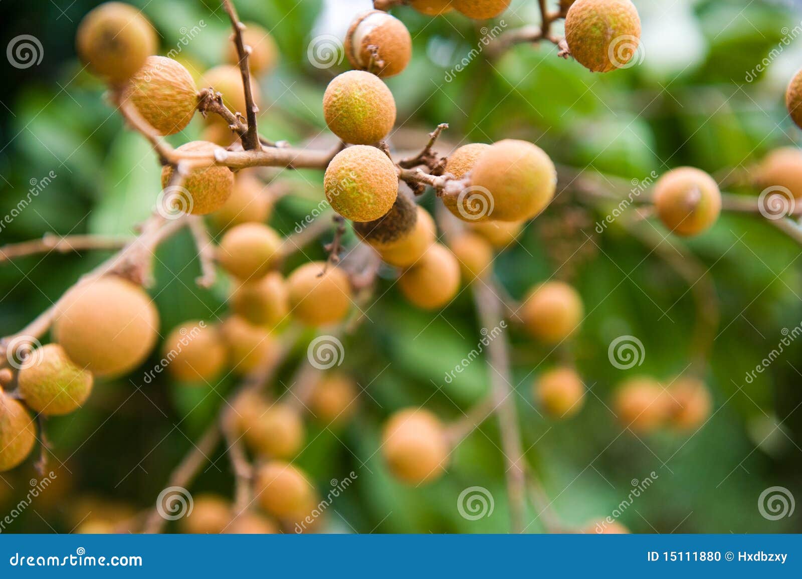 Longan stock photo. Image of hanging, fresh, ingredient - 15111880
