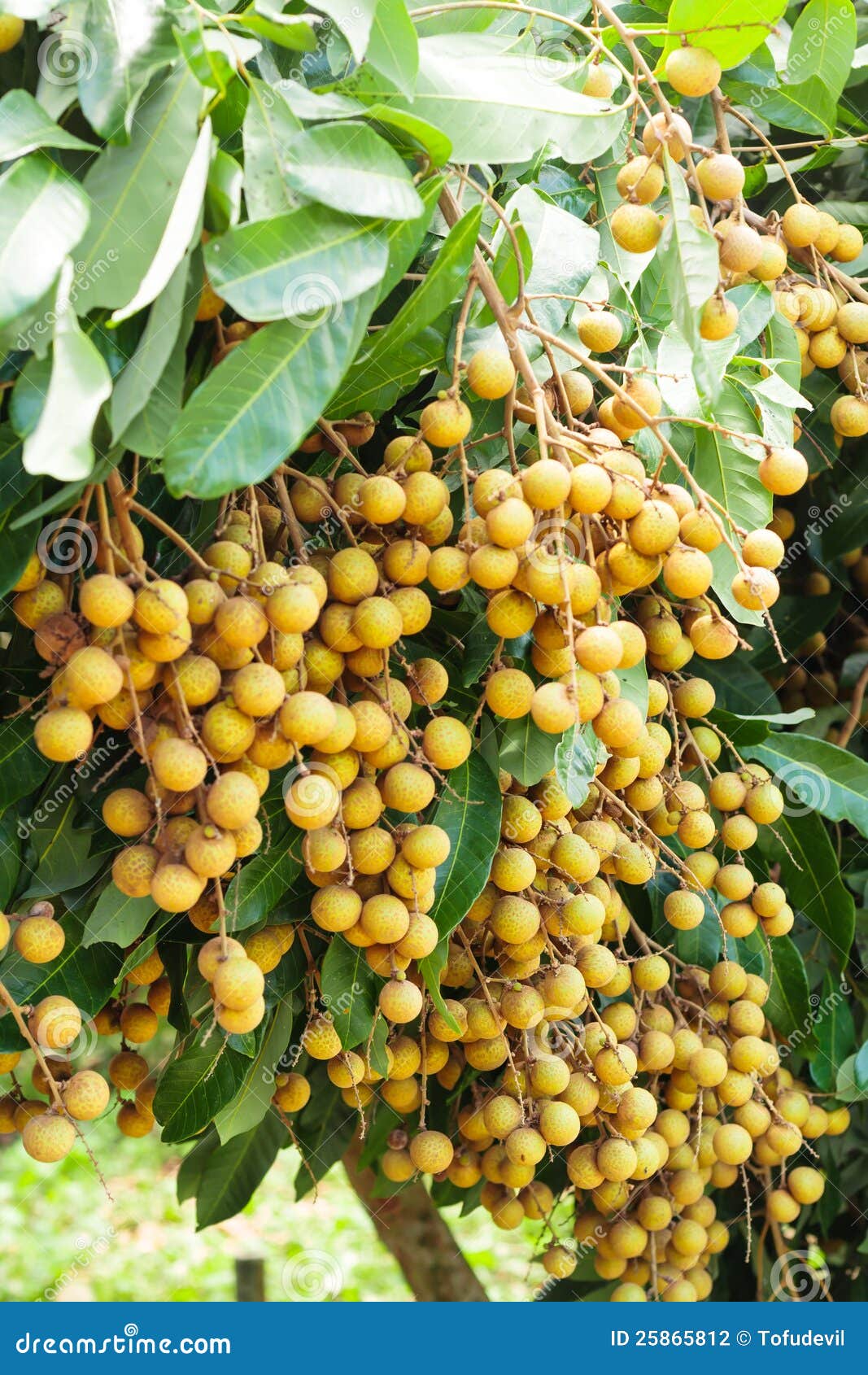 Longan. stock photo. Image of refreshing, background - 25865812