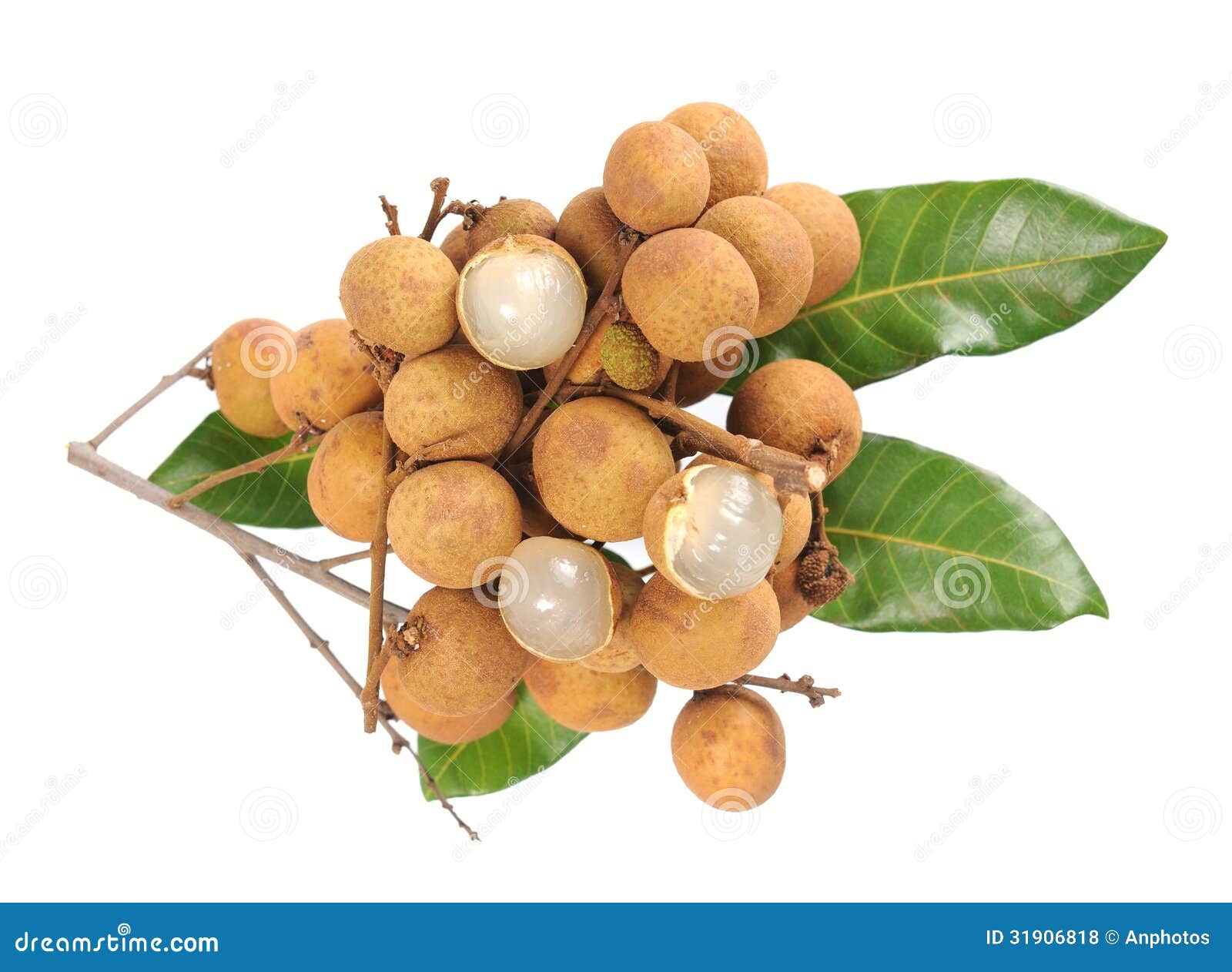 Longan fotografia stock. Immagine di isolato, concetto - 31906818