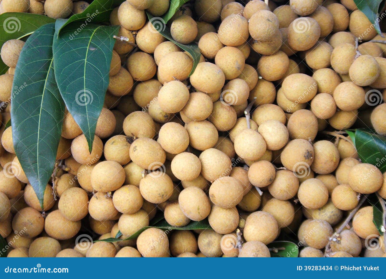 Longan foto de stock. Imagem de colheita, encantador - 39283434
