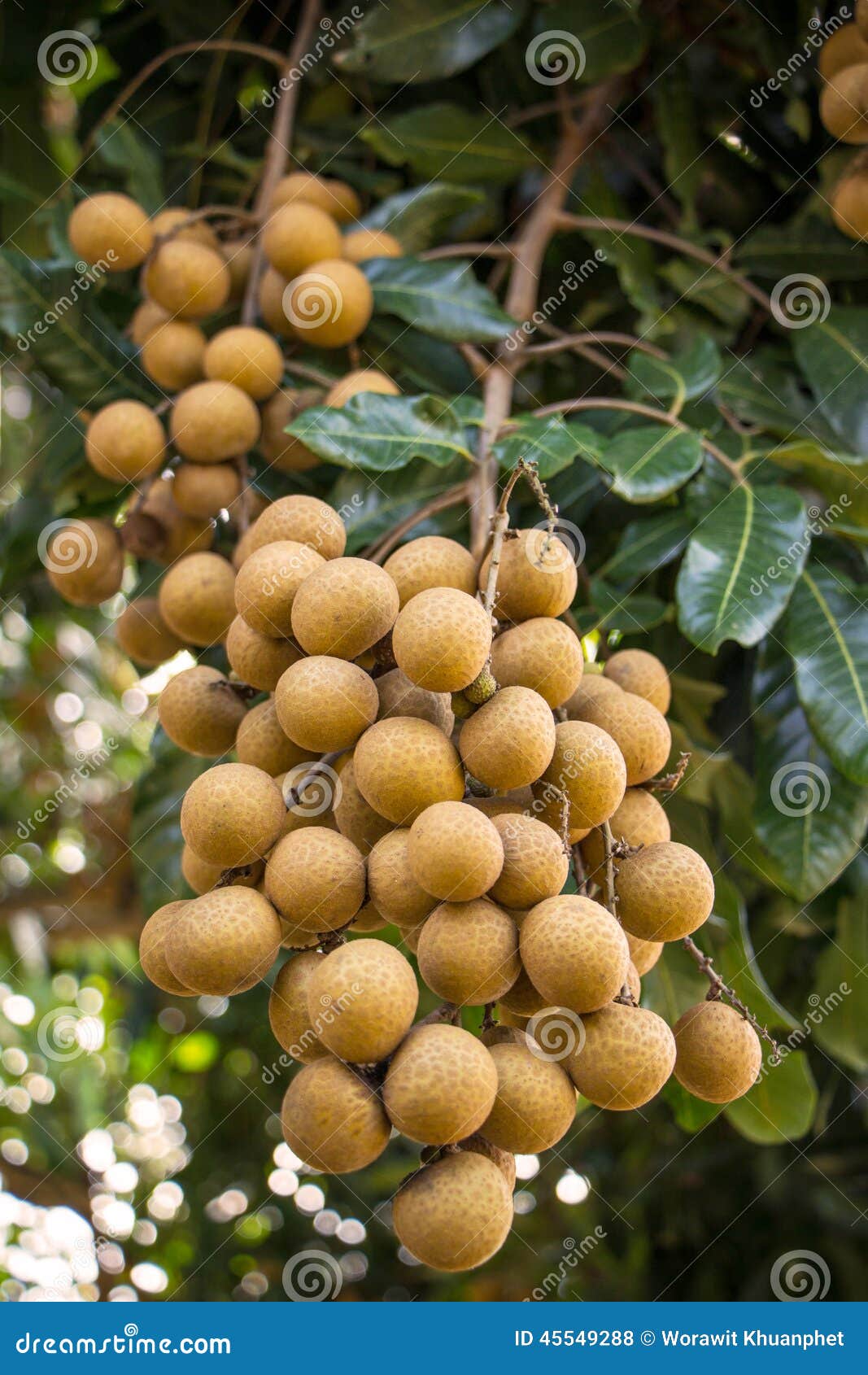Longan photo stock. Image du juteux, nordique, brun, fond - 45549288