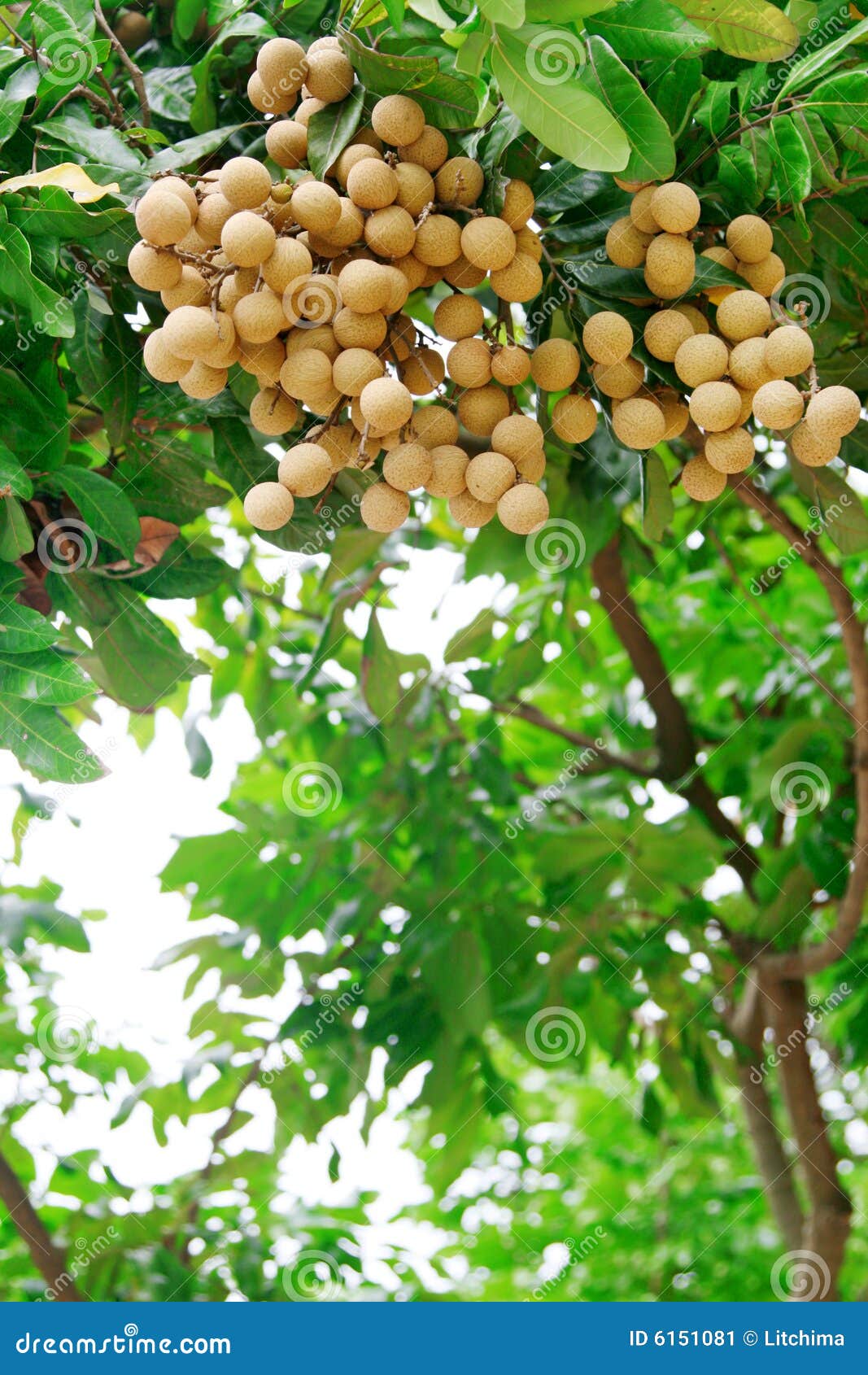Longan stock image. Image of seasonal, isolated, seed - 6151081