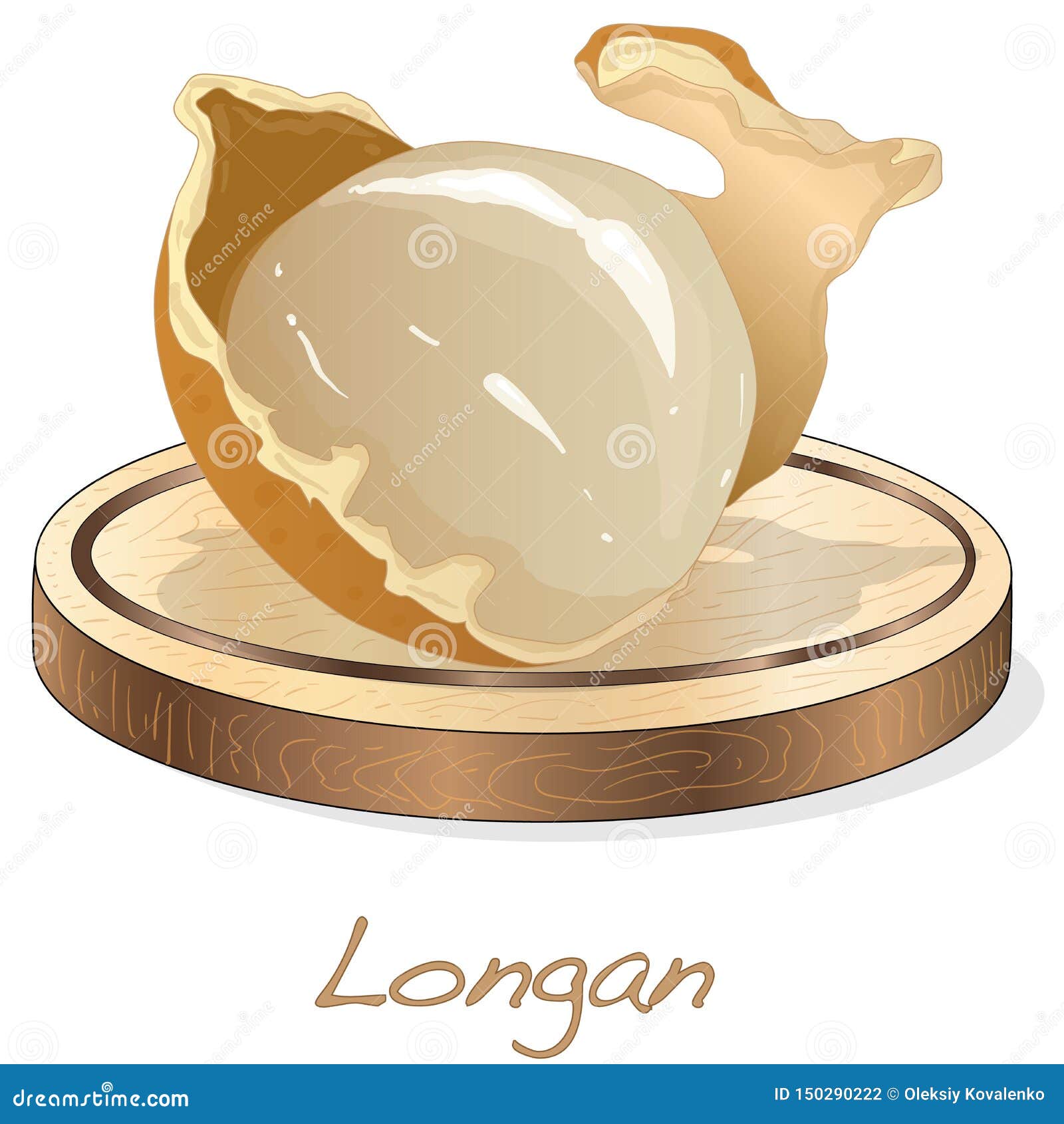 Longan, Dimocarpus Longan. Vector Illustration of Longan Berry on the ...