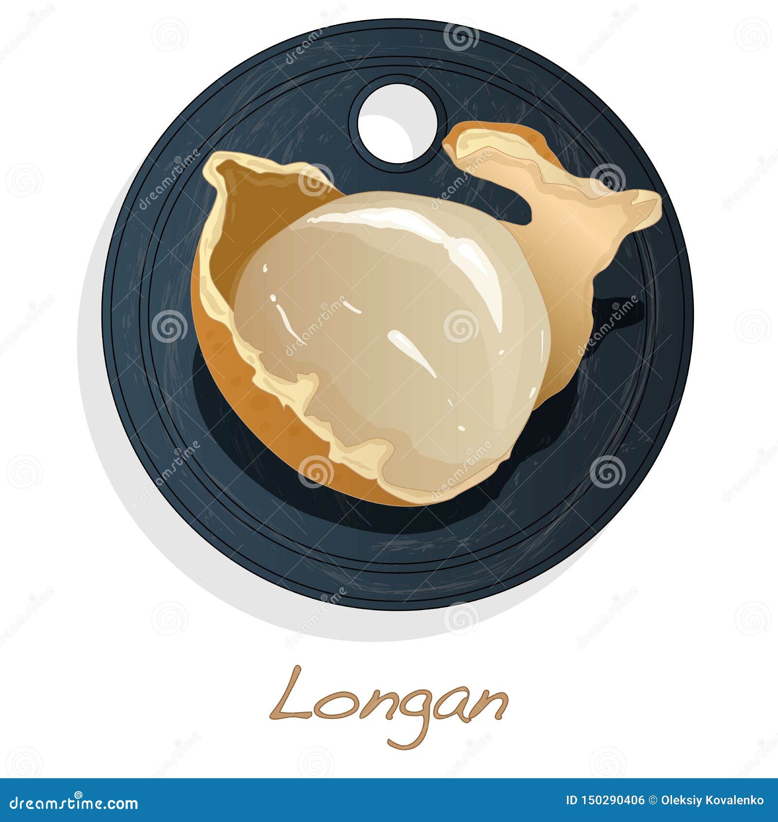 Longan, Dimocarpus Longan. Vector Illustration of Longan Berry on the ...