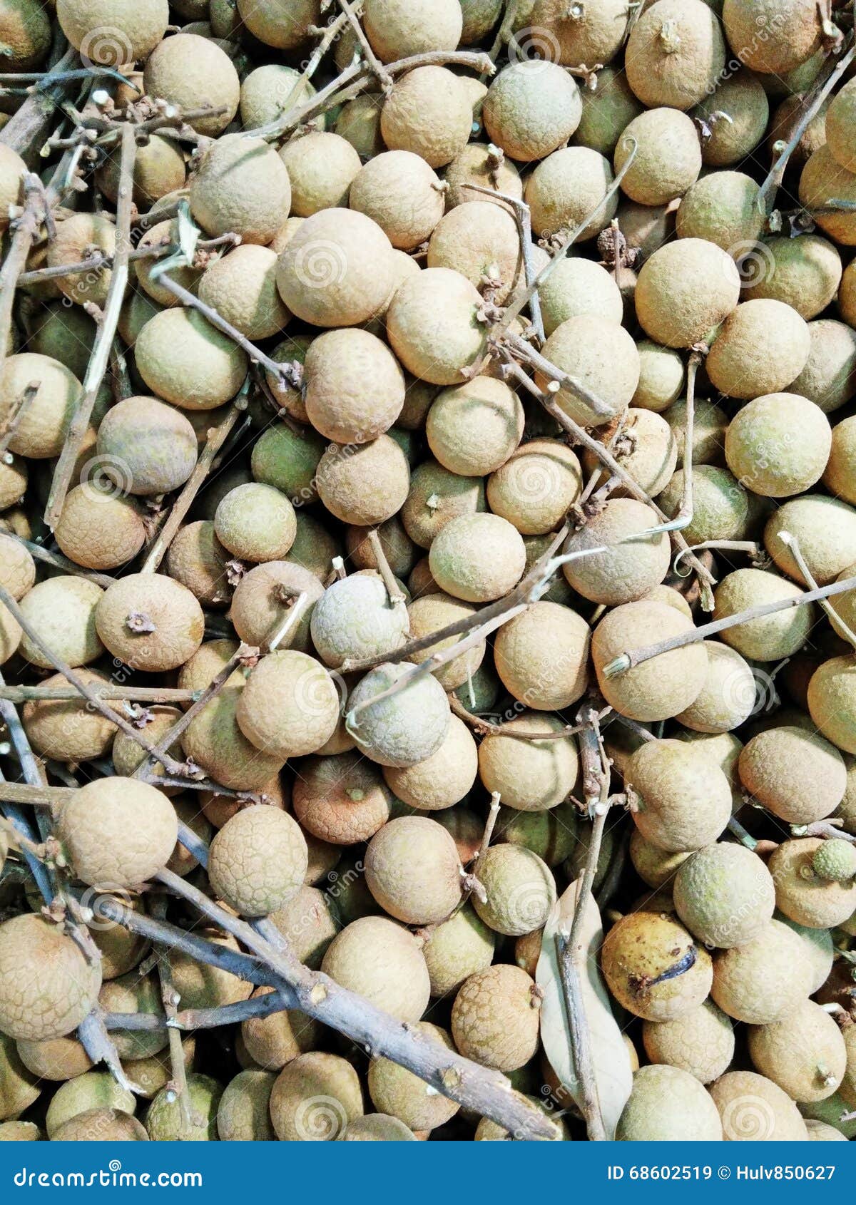 Longan; euphoria longan stock image. Image of cross, frame - 68602519