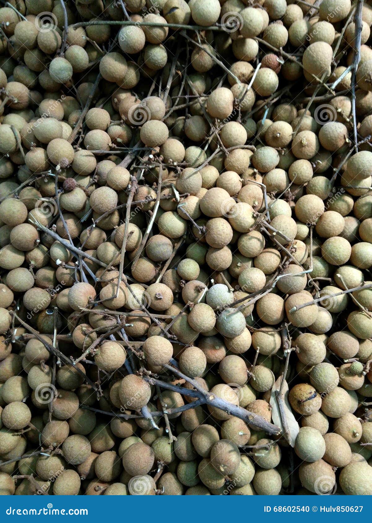 Longan; euphoria longan stock photo. Image of freshness - 68602540