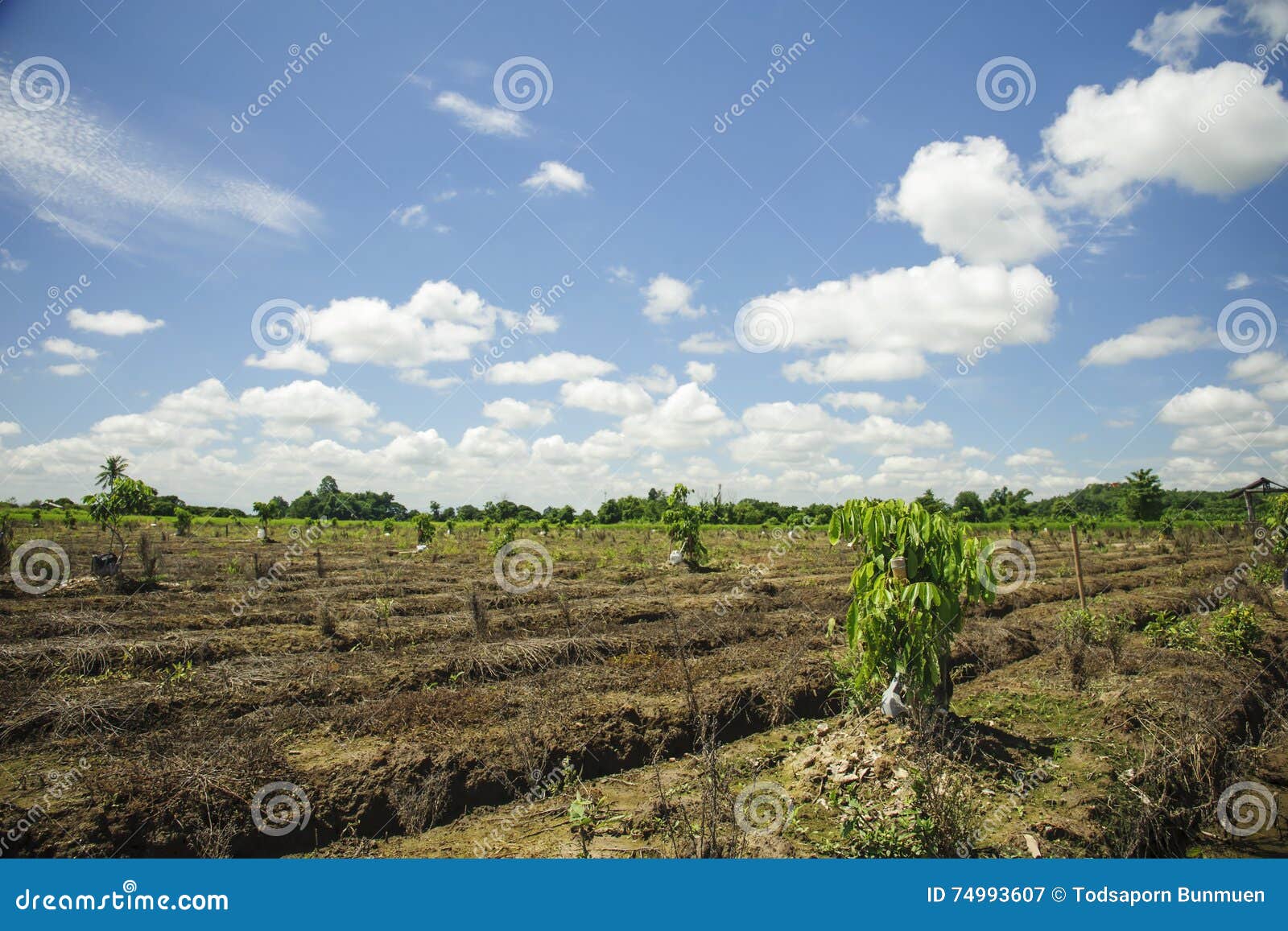 Longan Farm In Viet Nam. Stock Photography | CartoonDealer.com #212287628