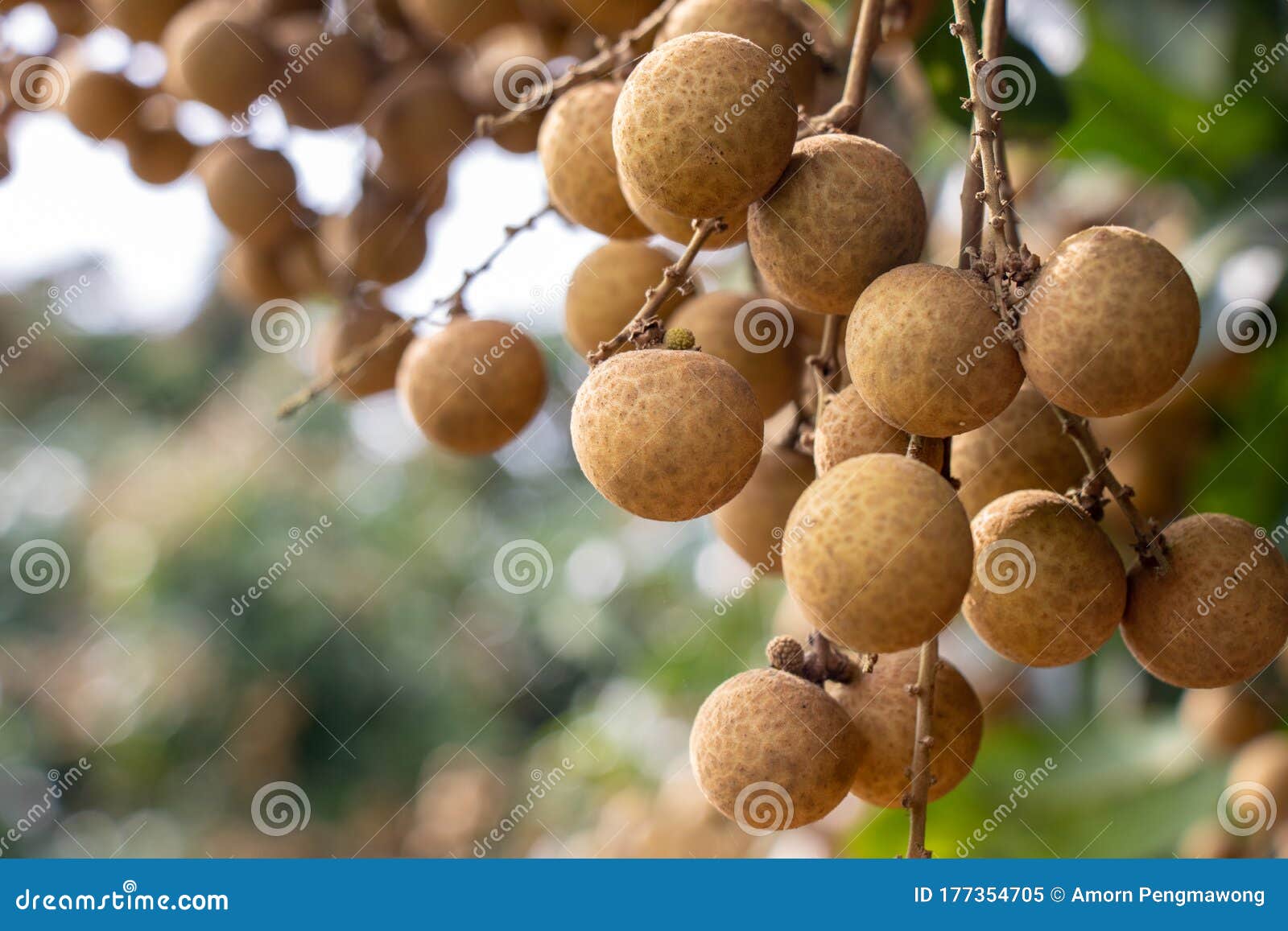 Longan Farmers Planted Longan For Export Royalty-Free Stock Photo ...