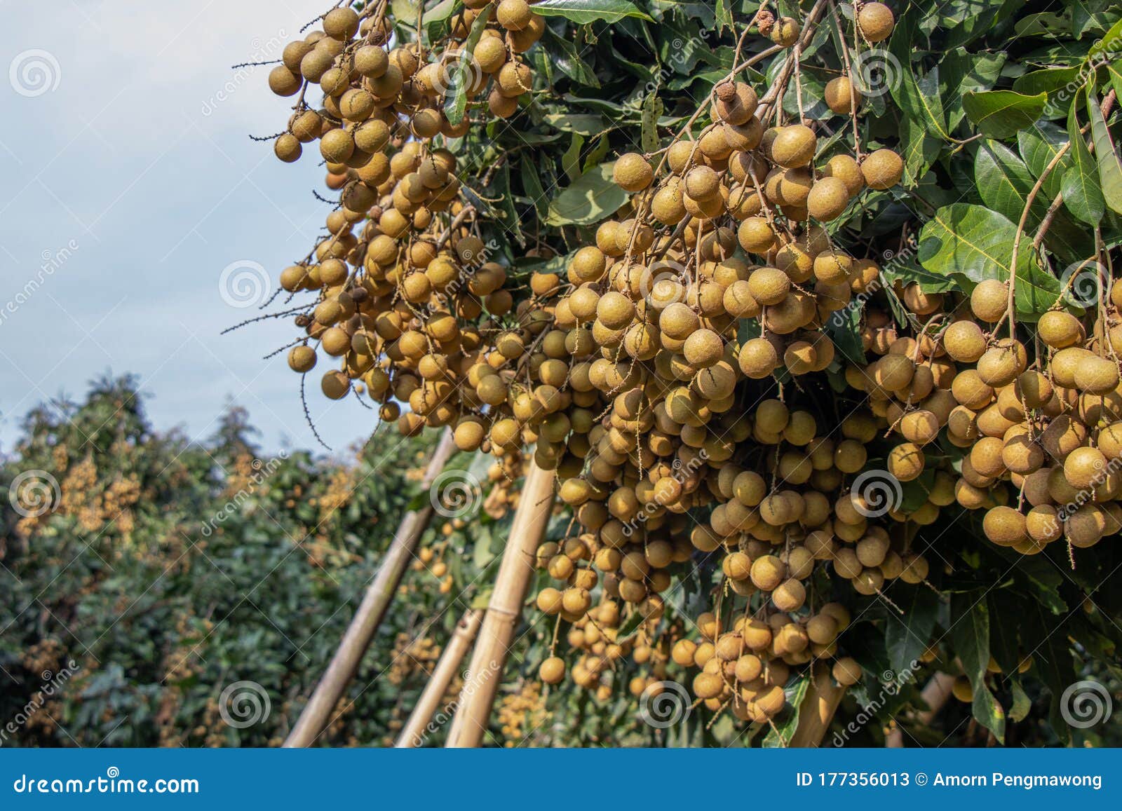 Longan Farmers Planted Longan for Export Stock Image - Image of exotic ...