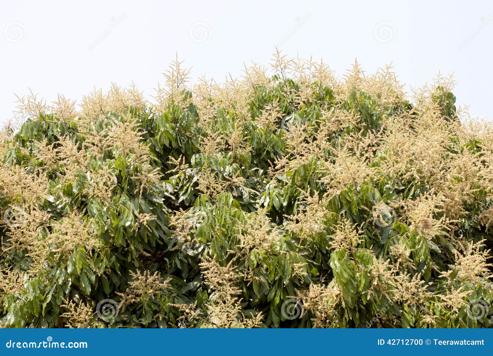 Longan Flower Royalty-Free Stock Photography | CartoonDealer.com #49022525