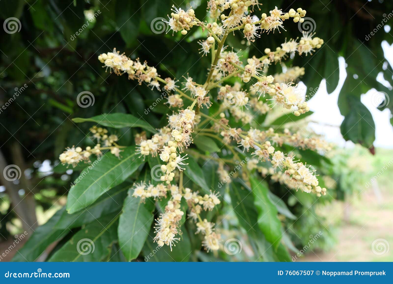 Longan flower in garden stock image. Image of tree, beautiful - 76067507