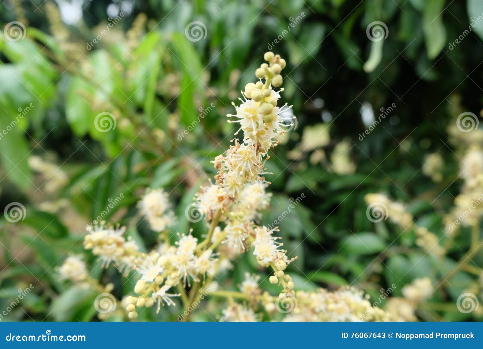 Longan flower in garden stock image. Image of tree, nature - 76067643