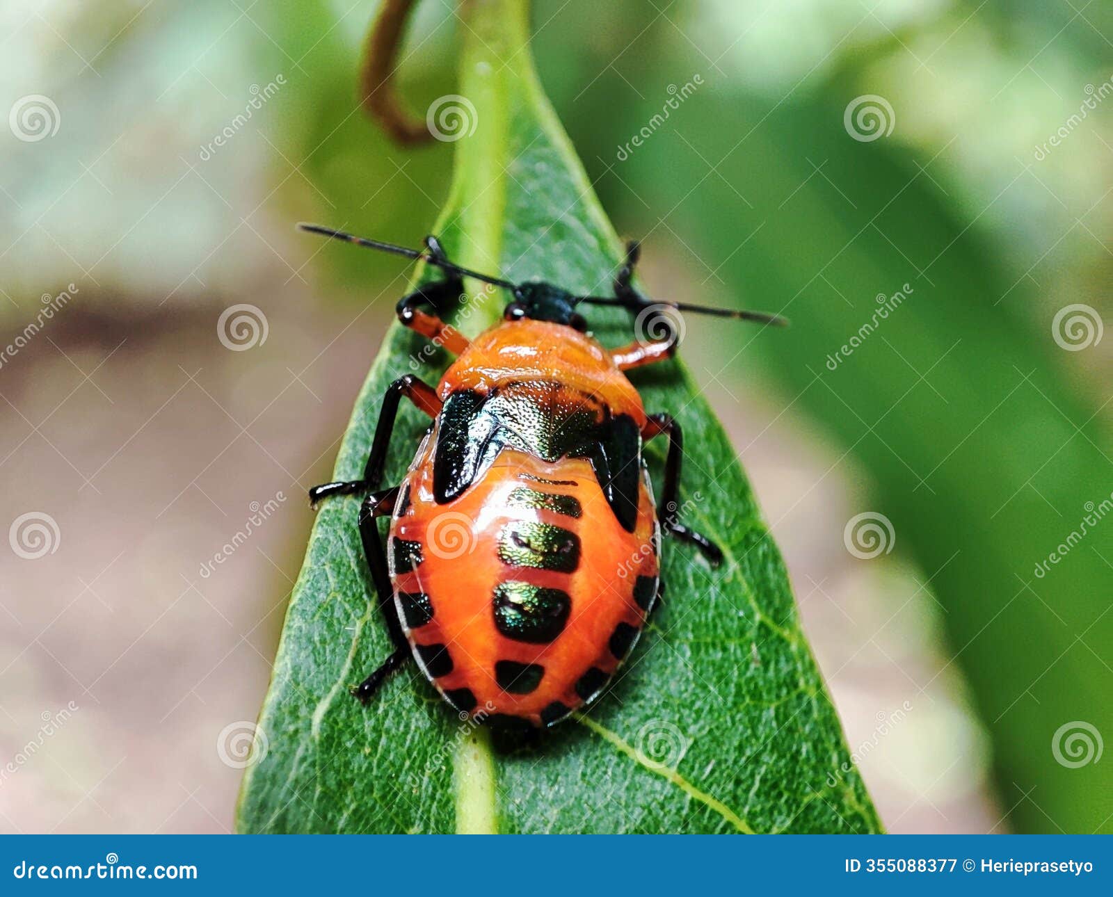 Longan flower pests stock image. Image of leaf, wildlife - 355088377