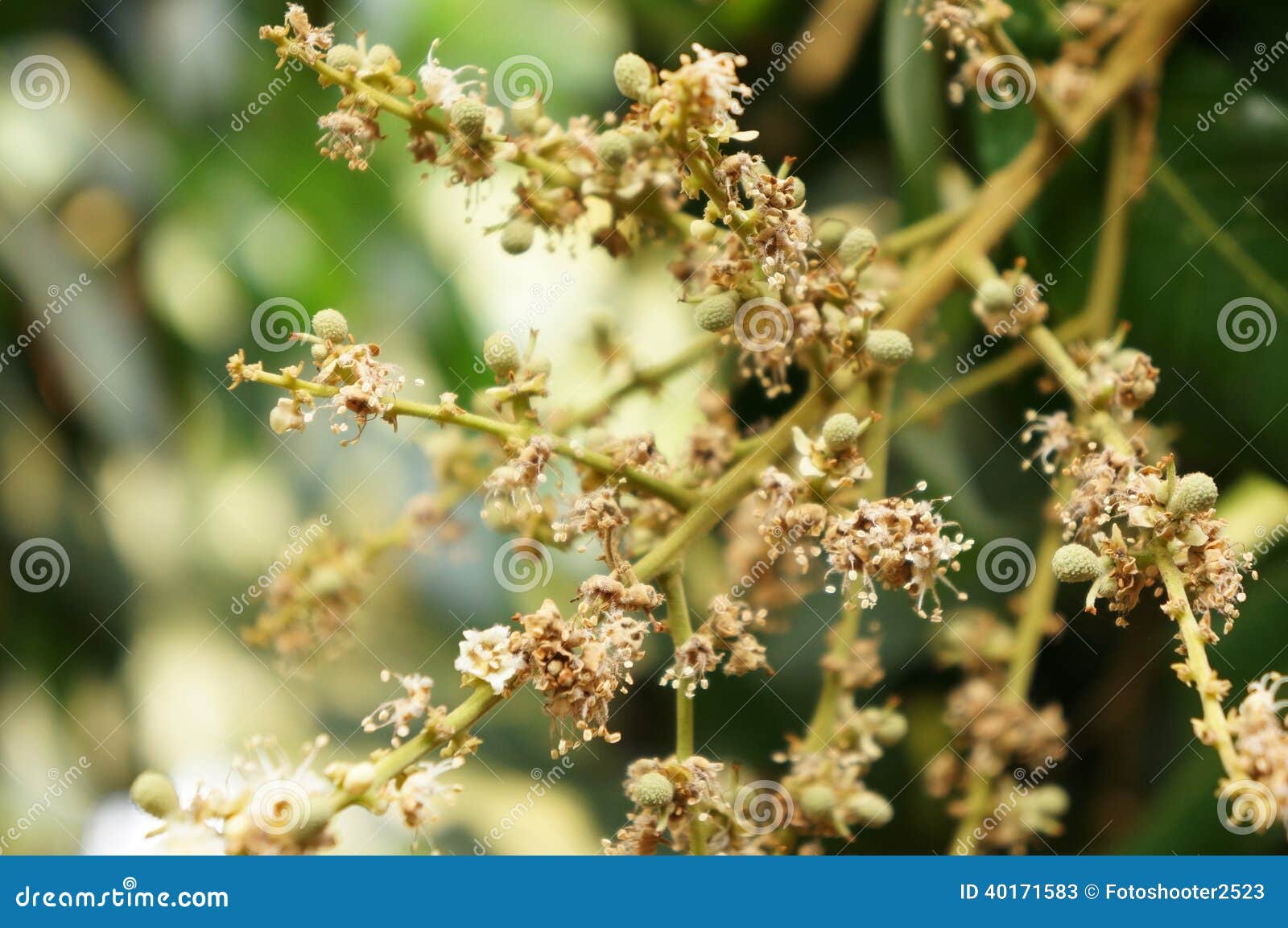 Longan flower in thailand stock image. Image of architecture - 40171583