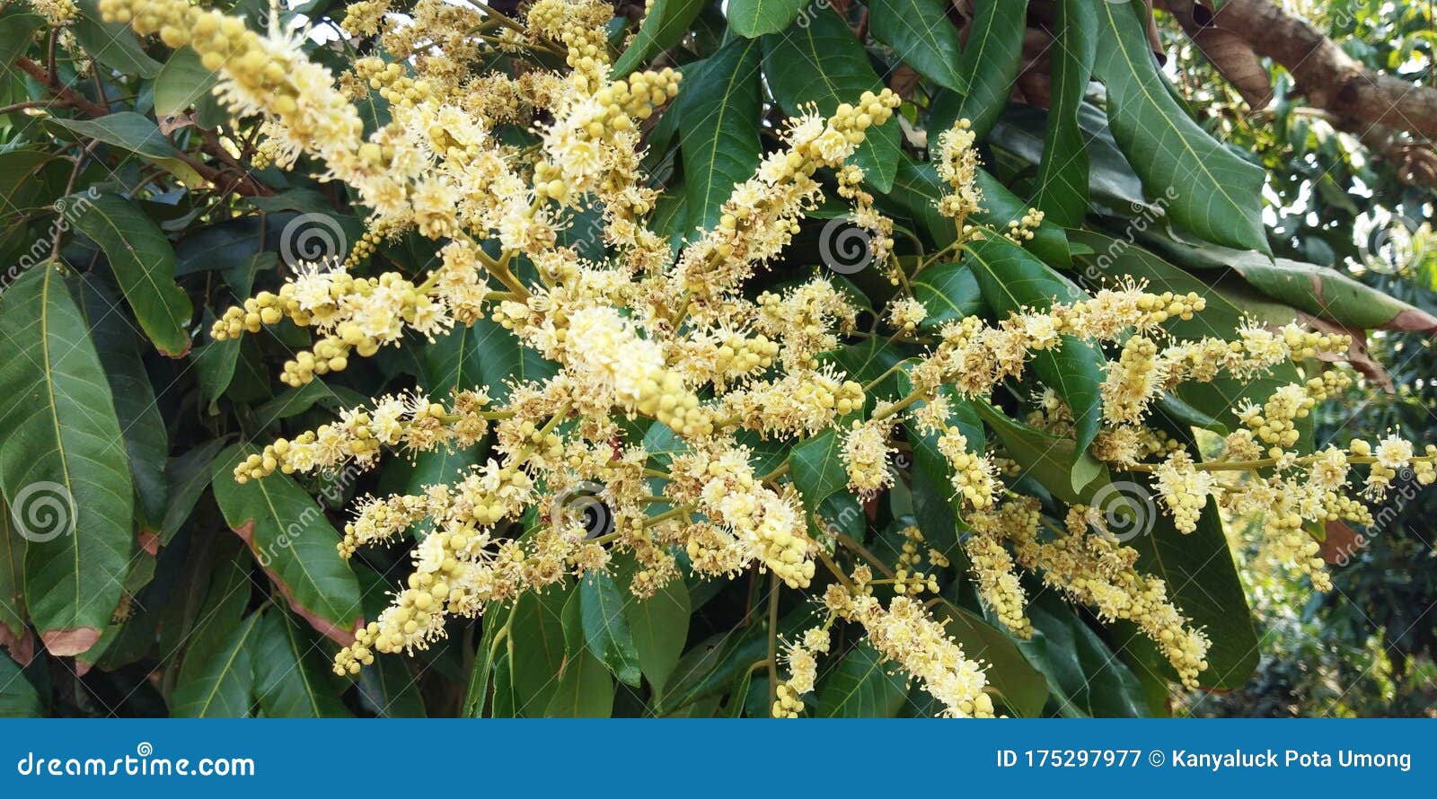 Longan flowers in garden stock image. Image of tropical - 175297977
